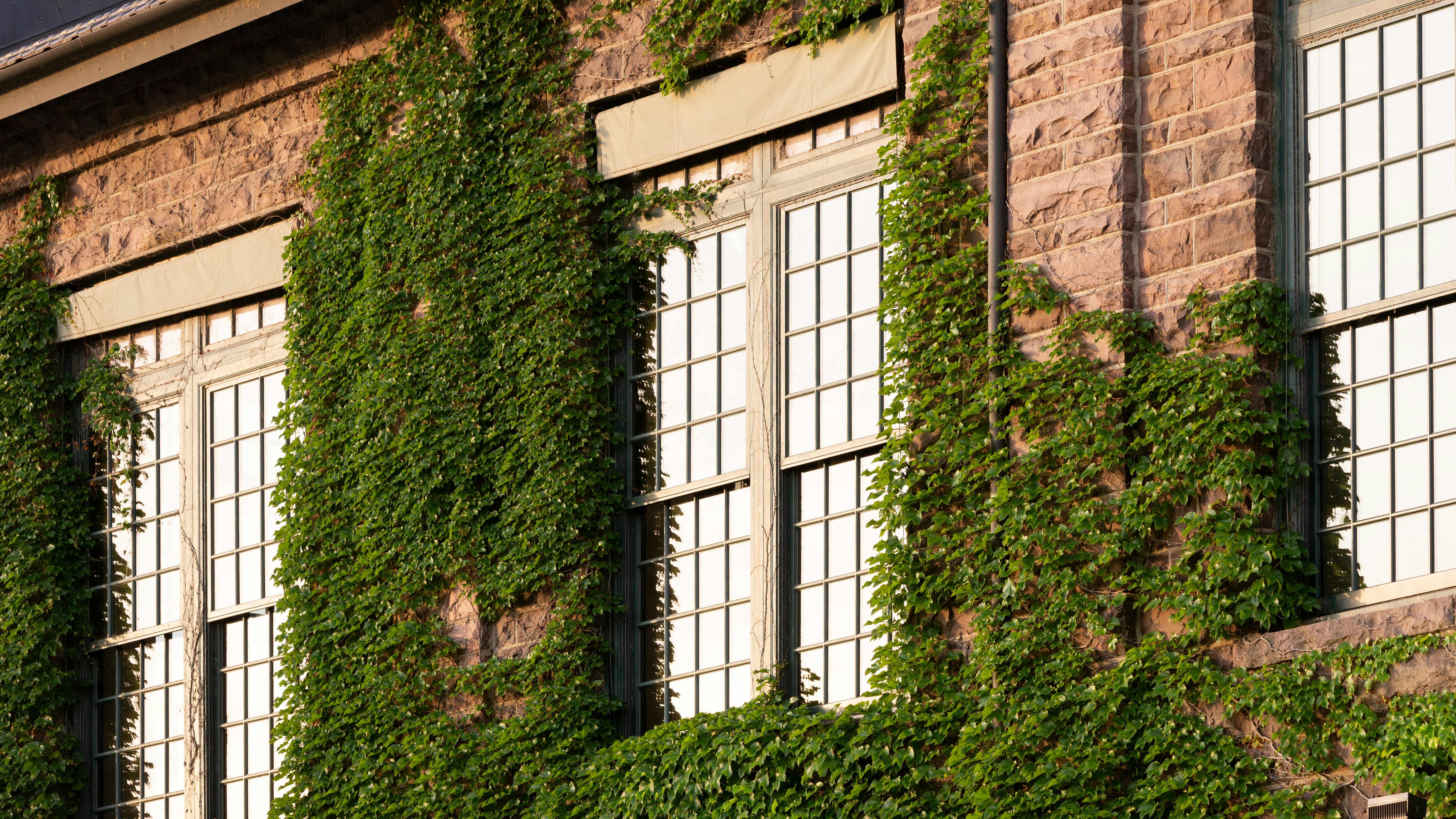 Ivy-clad Facade: A Rustic Window Symphony on Brick