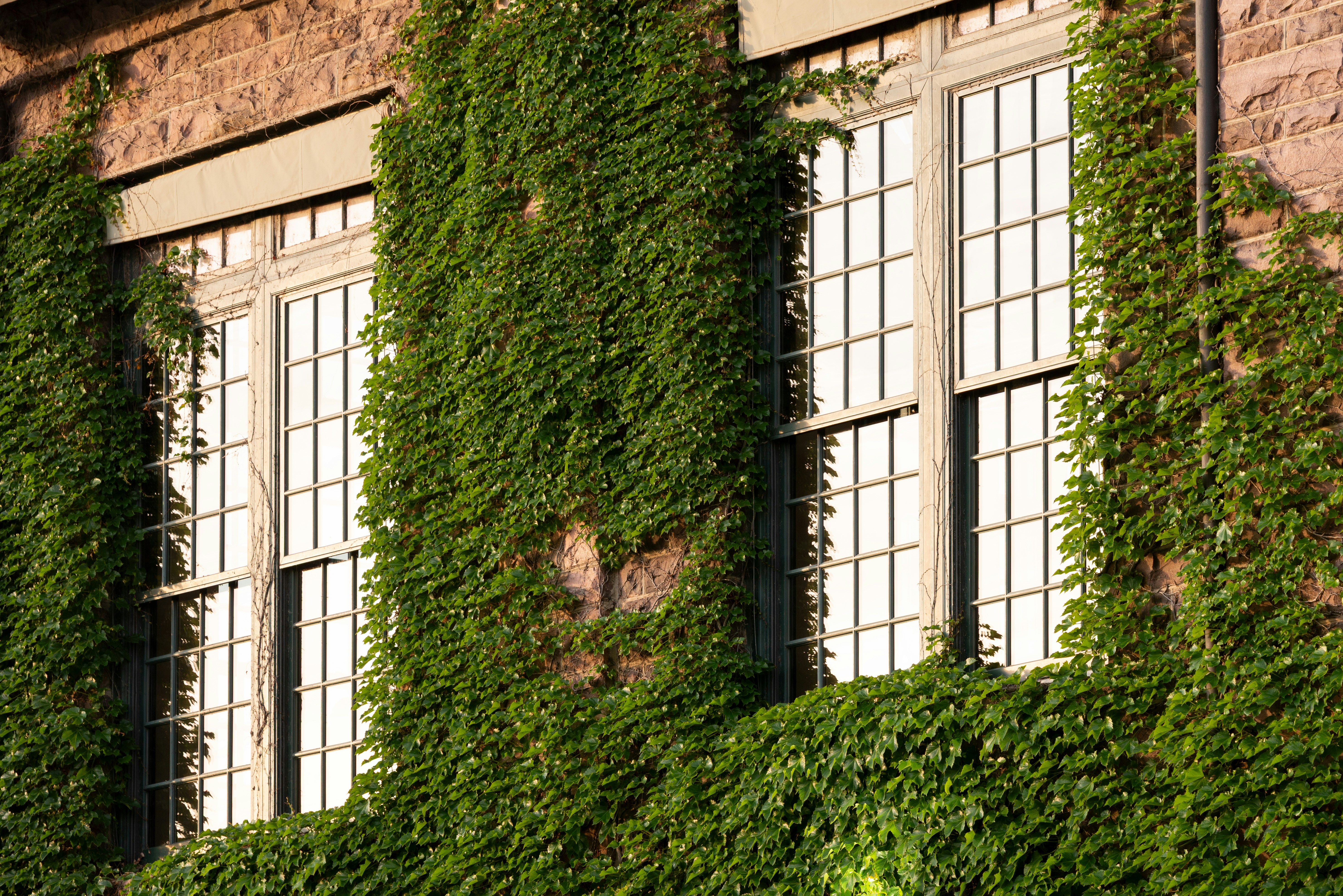Ivy-Clad Windows: A Quiet Facade of Green and Brick