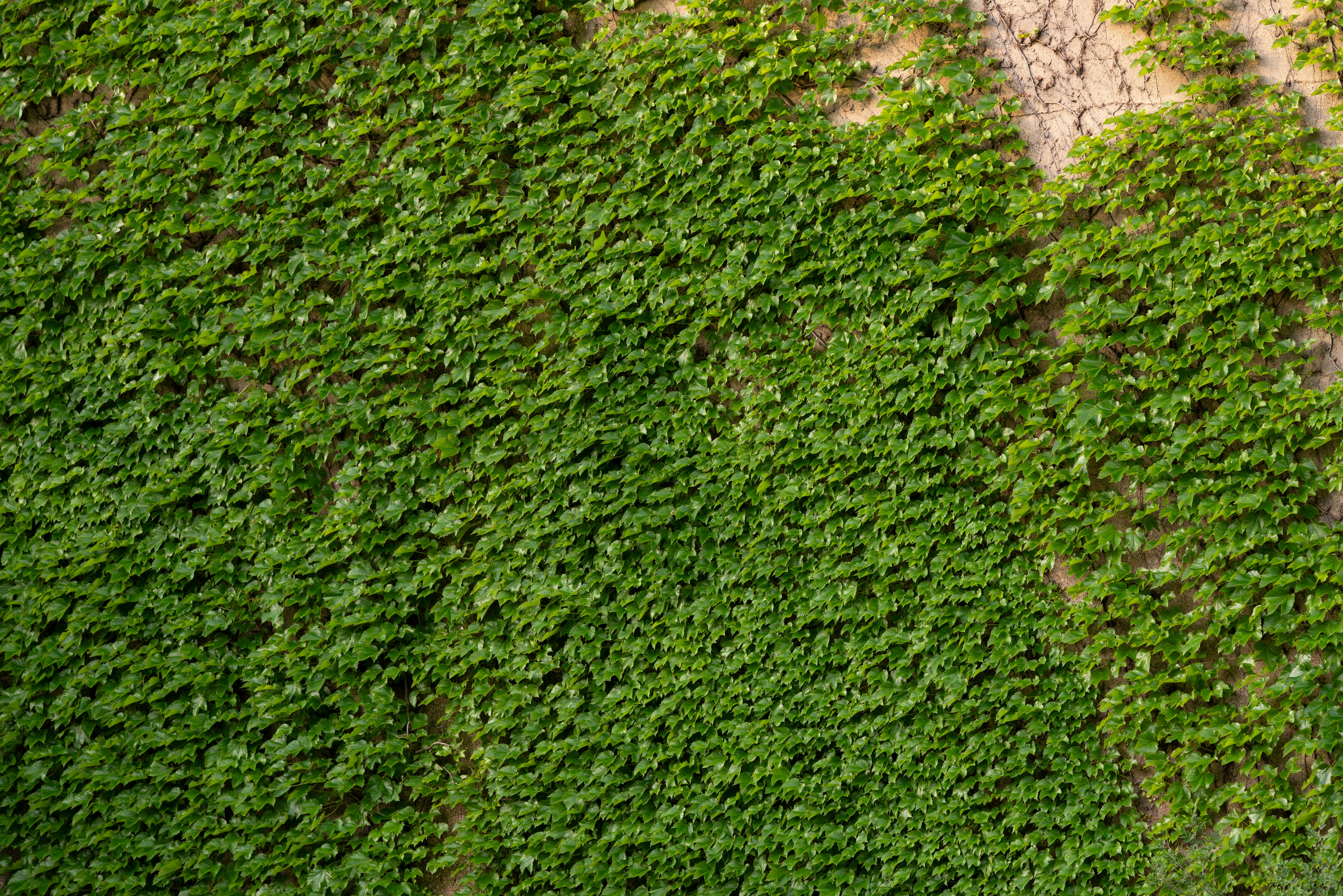 Green Veil: Ivy Blanketing a Weathered Wall