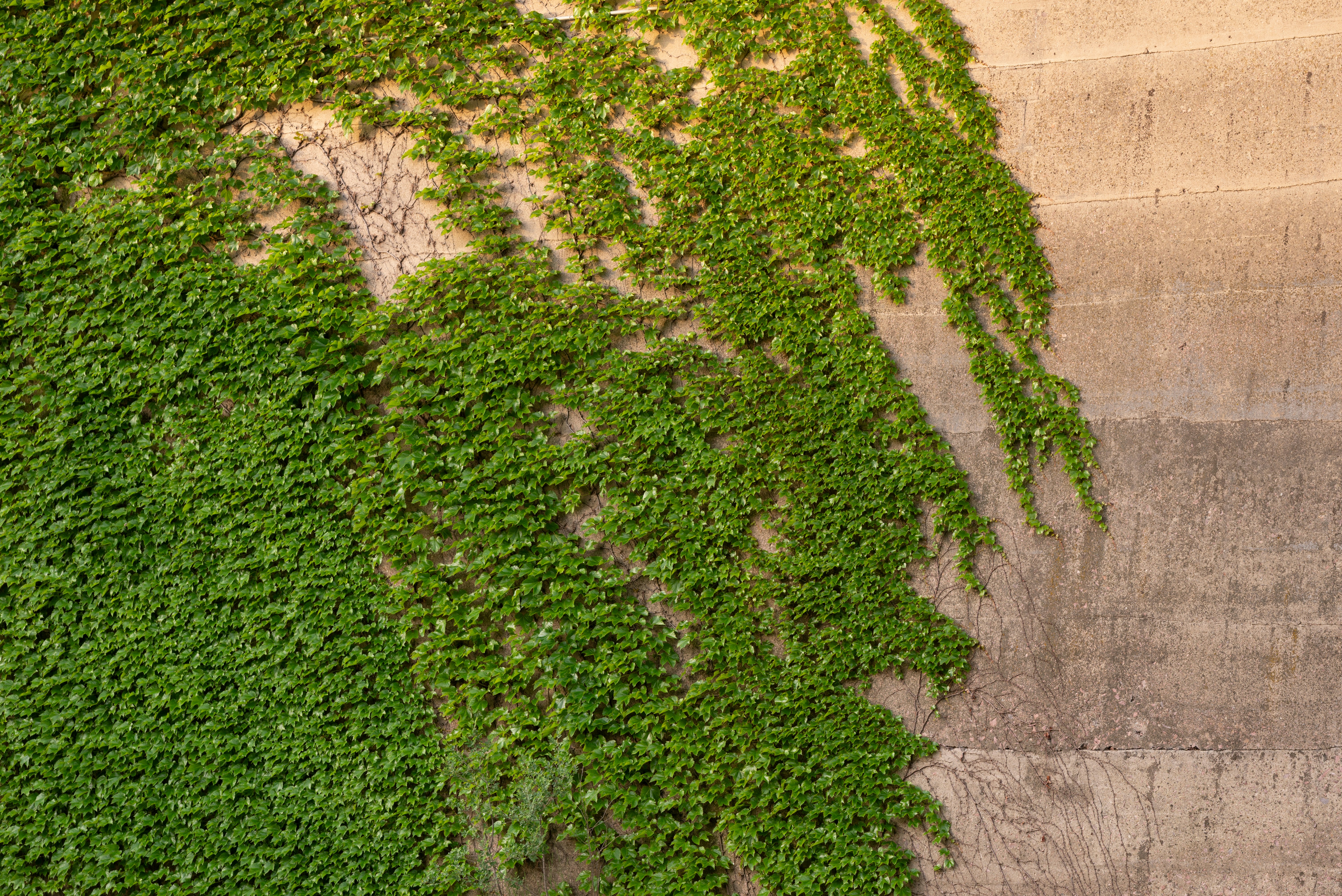 Trailing Greens on a Textured Wall