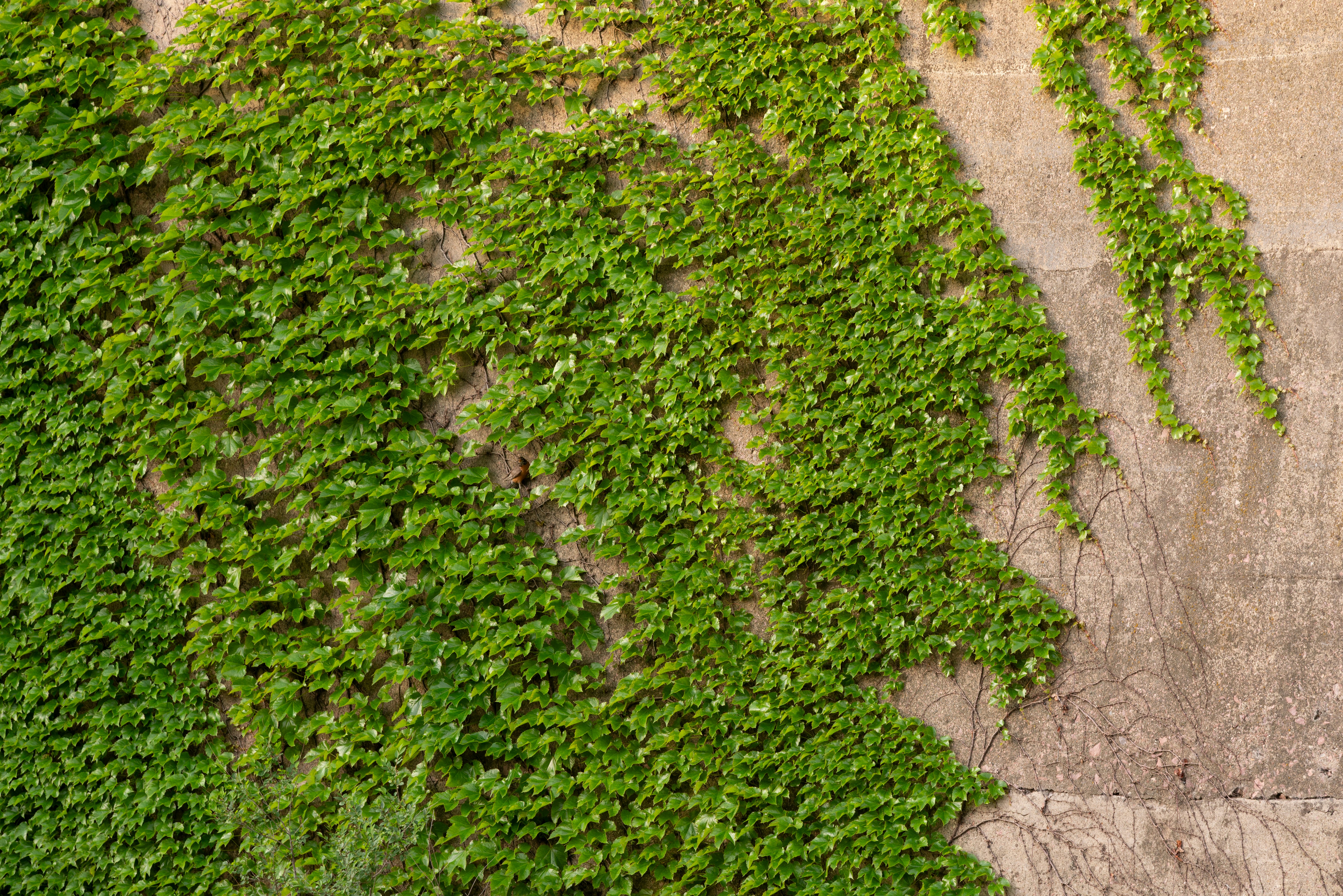 Ivy Veil on a Sun-Warmed Facade