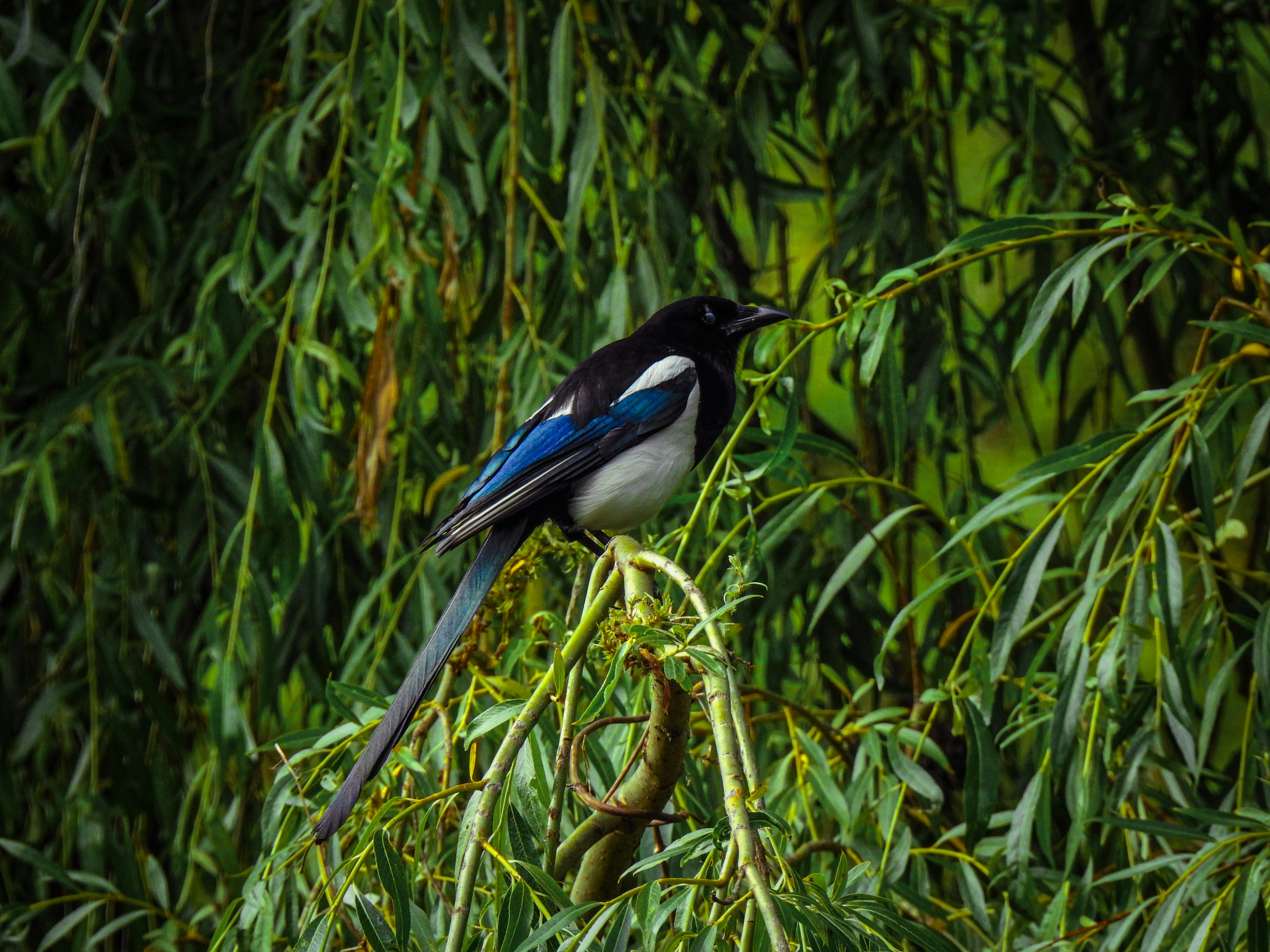 Azure-winged Magpie on Weeping Willow