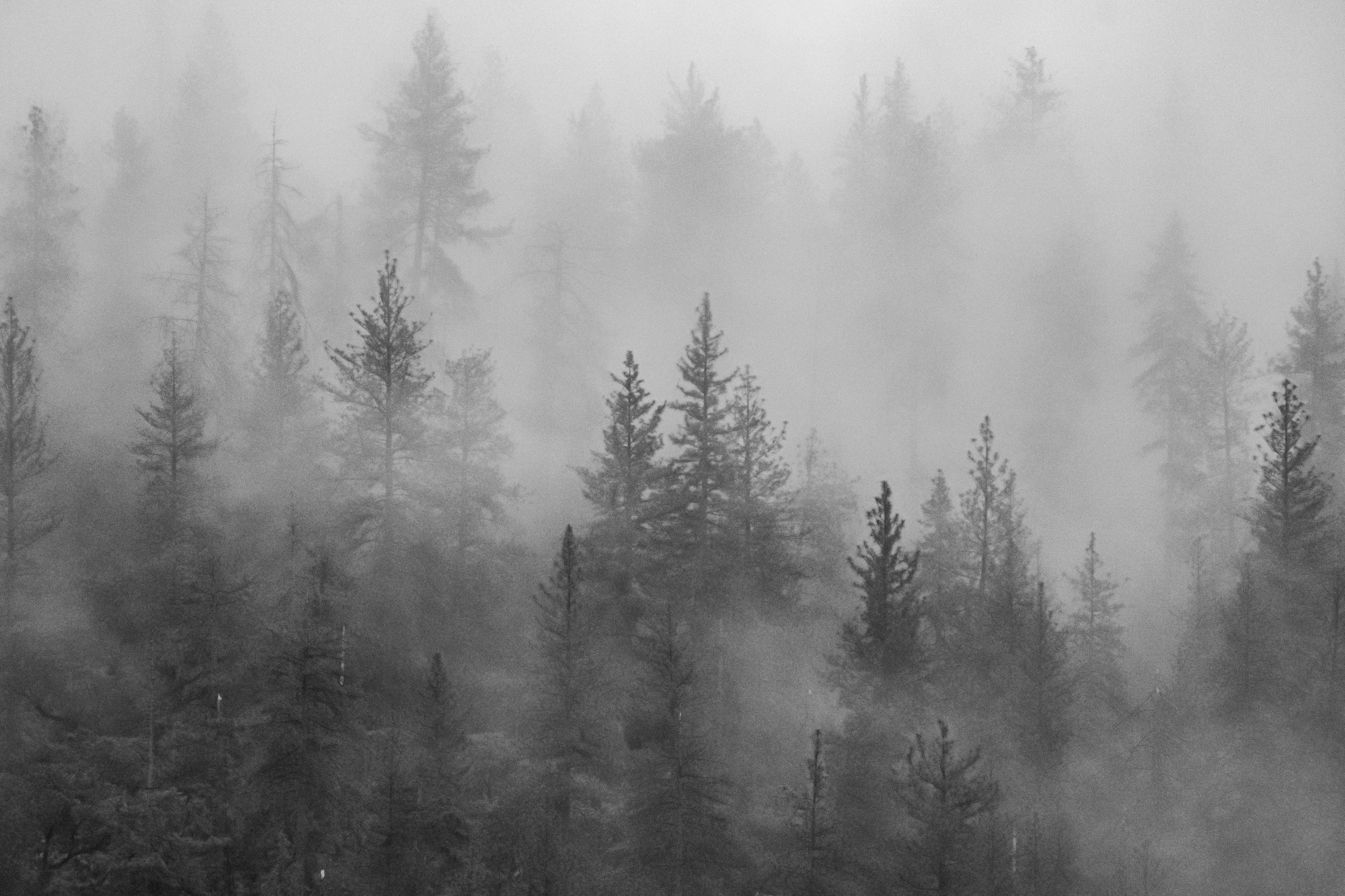 Mist Veil over Silent Pines