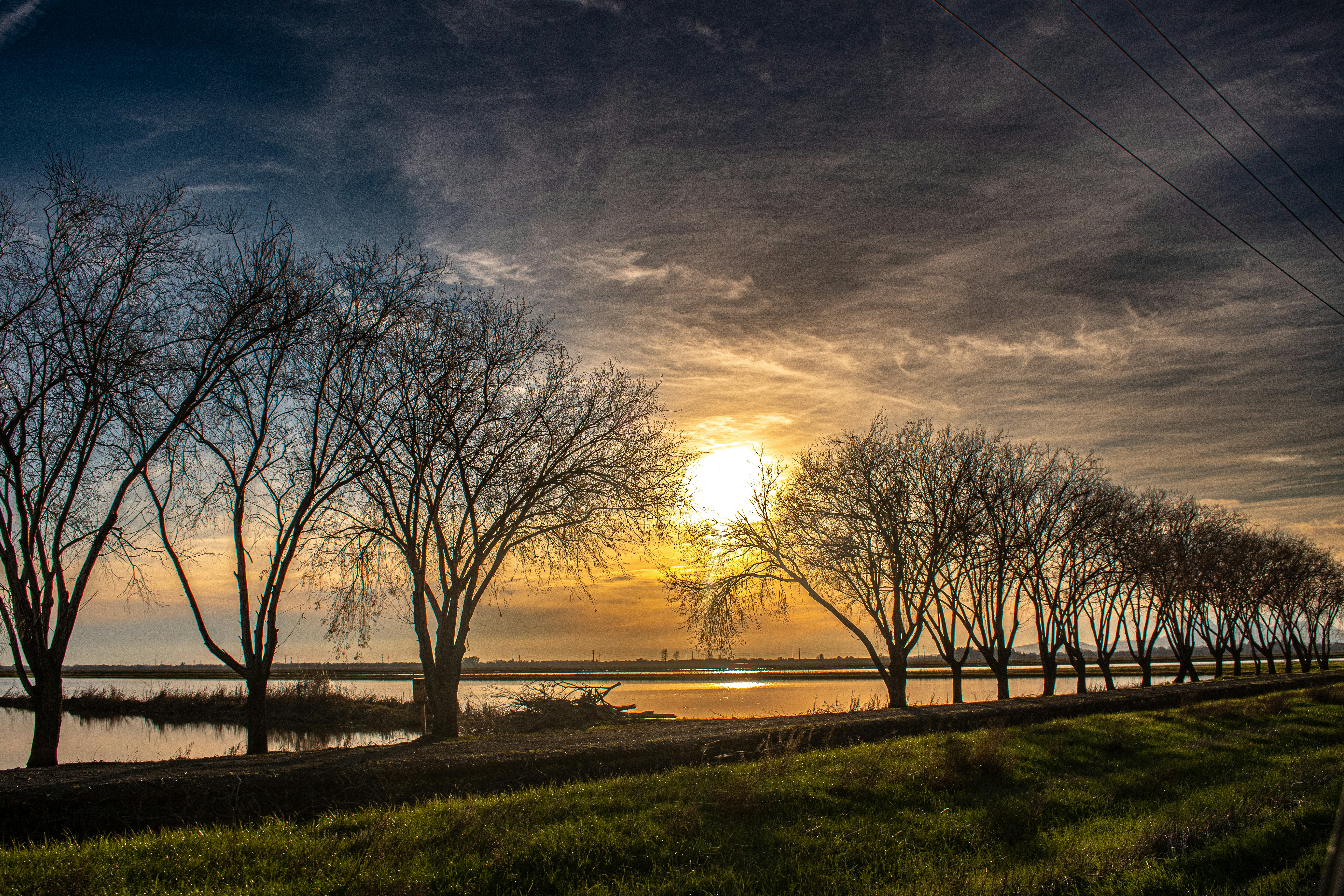 Sunlit Willows at the Quiet Shore