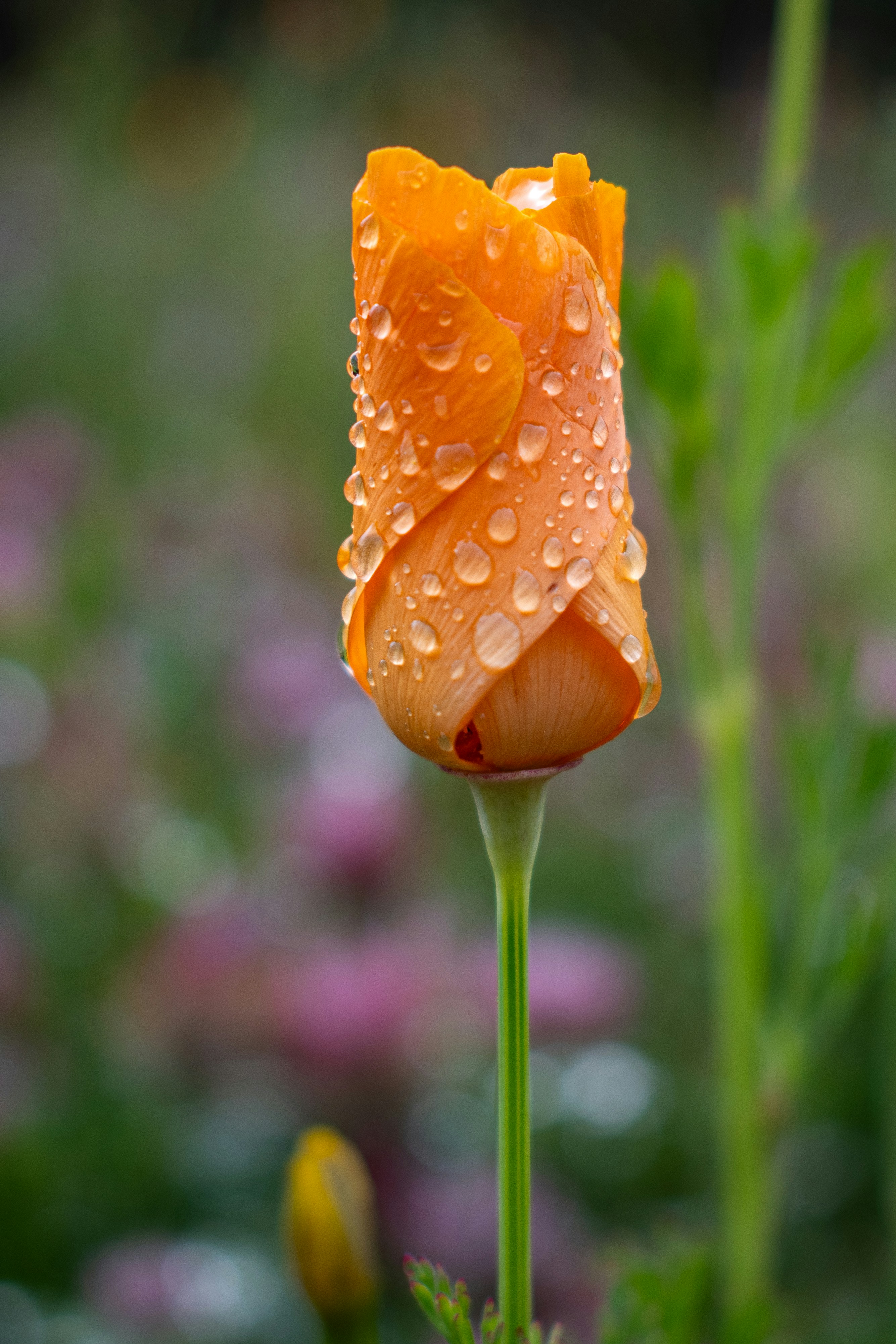 Orange Tulip in Dew-Kissed Morning Garden