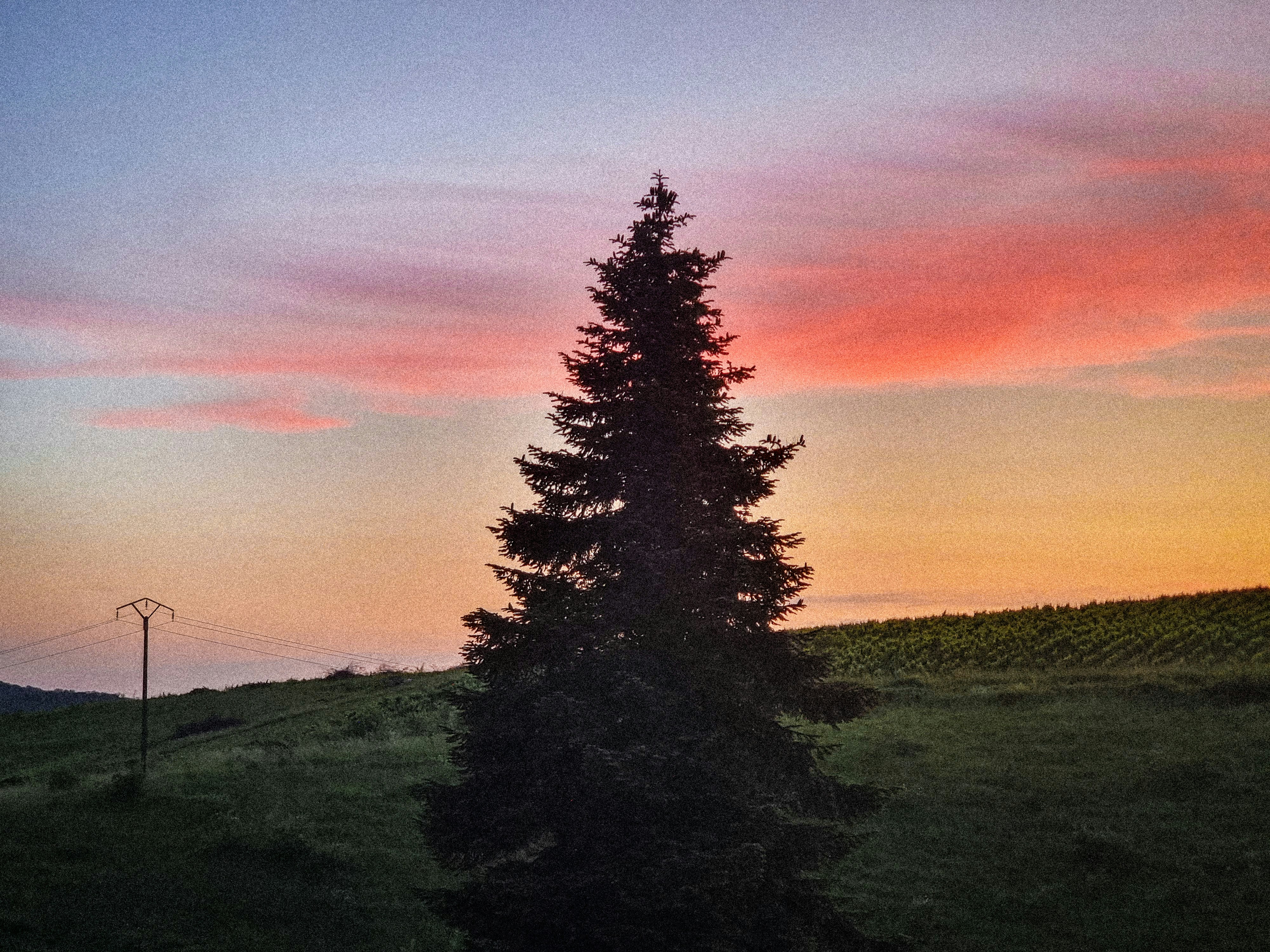 Sunset Sentinel: A Lone Pine and Rolling Vineyard