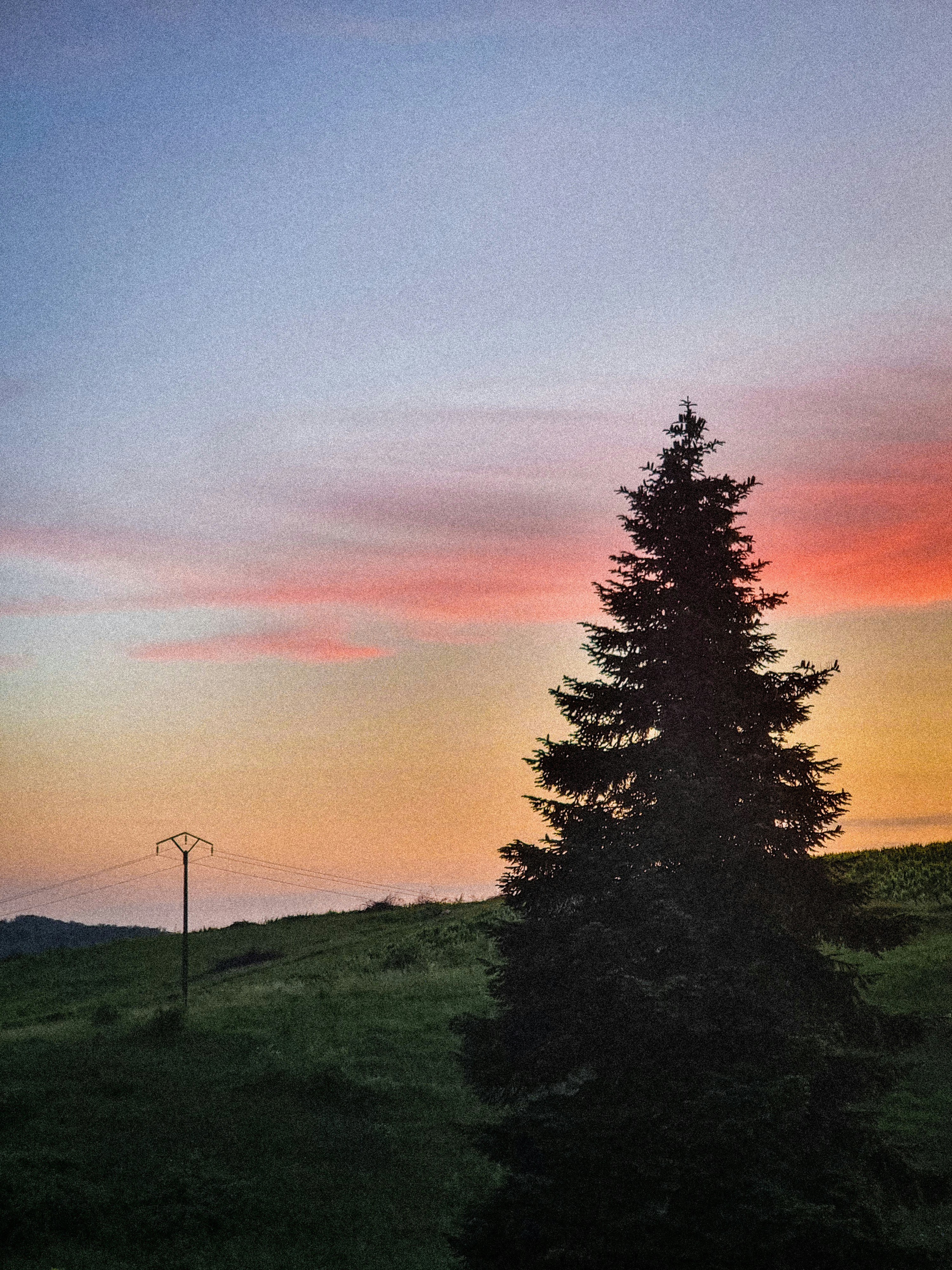 Sunset Sentinel: A Lone Pine Silhouetted Against Dusk