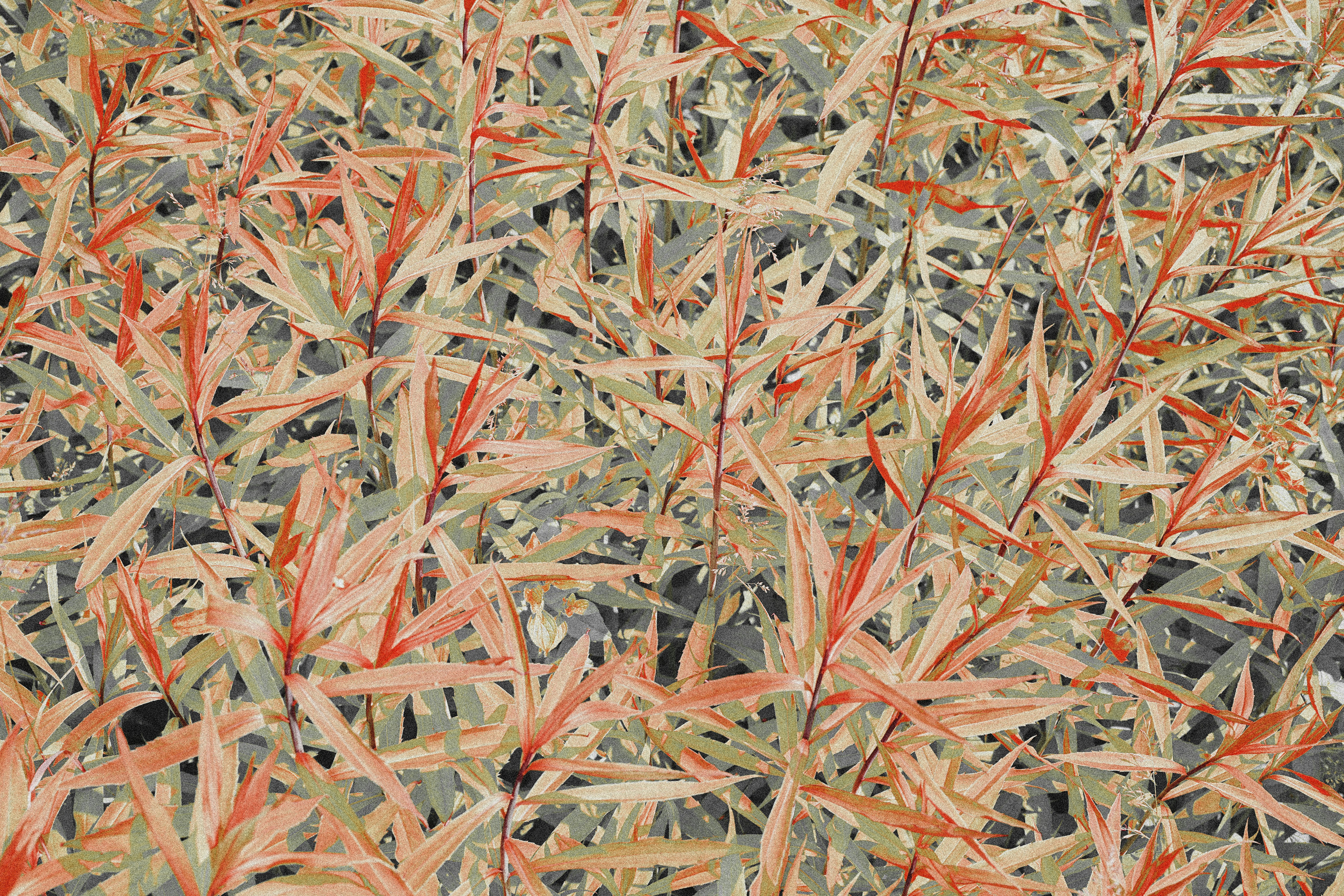 Branches in Bloom: a tapestry of coral-toned foliage