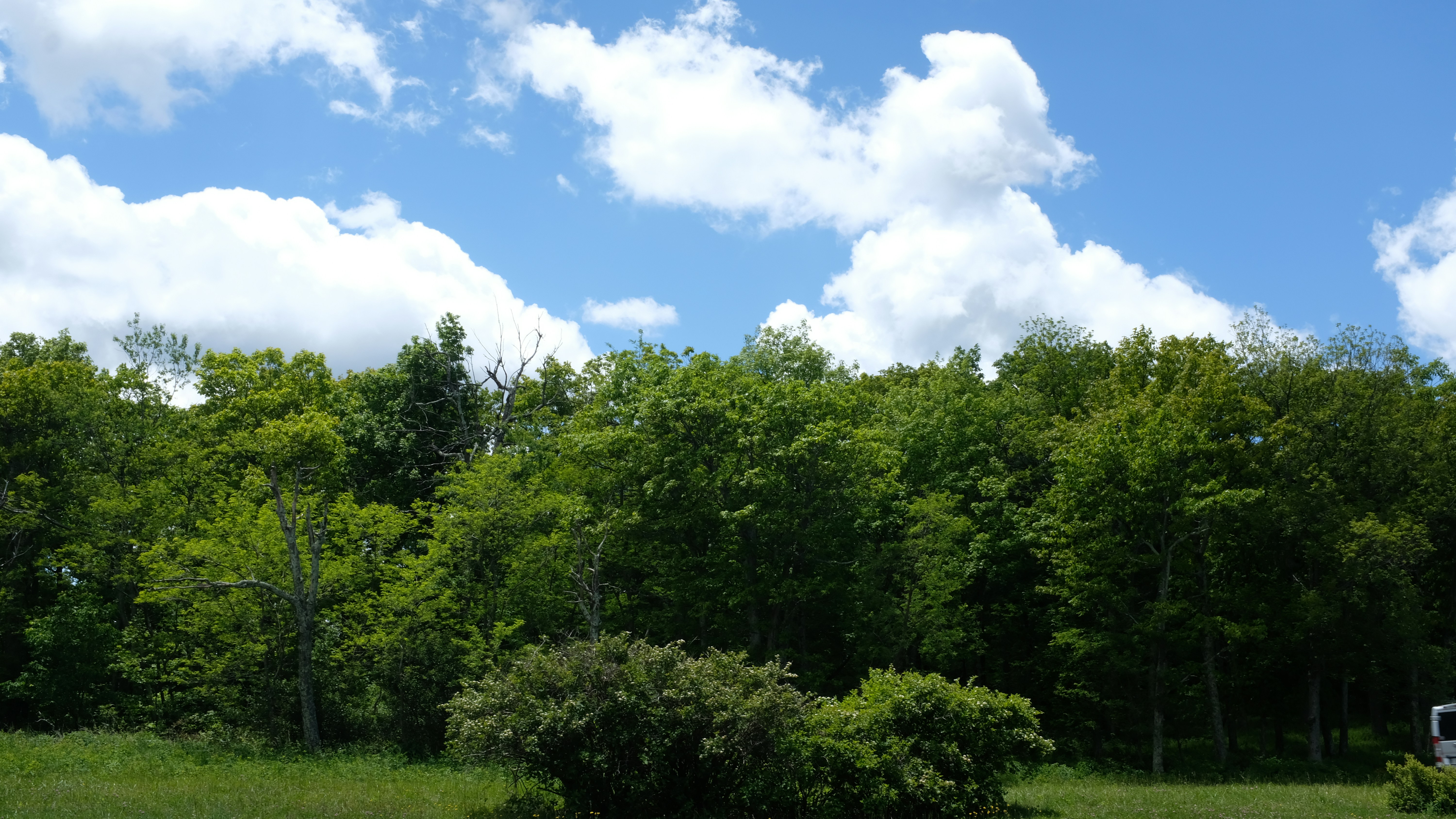 Sunlit Crest: A Quiet Woodland Edge Under a Bright Sky