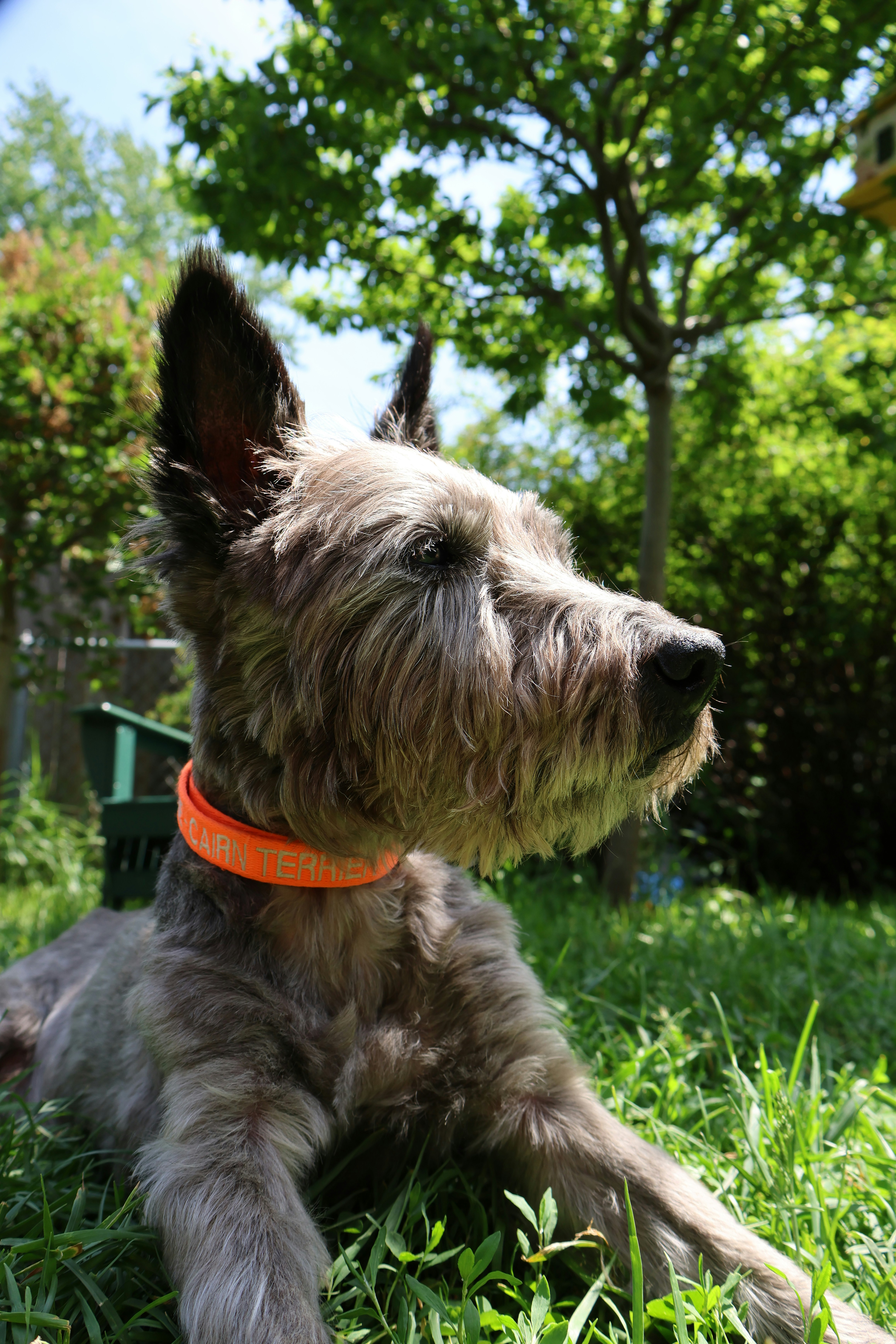 Sunlit Schnauzer in a Green Oasis