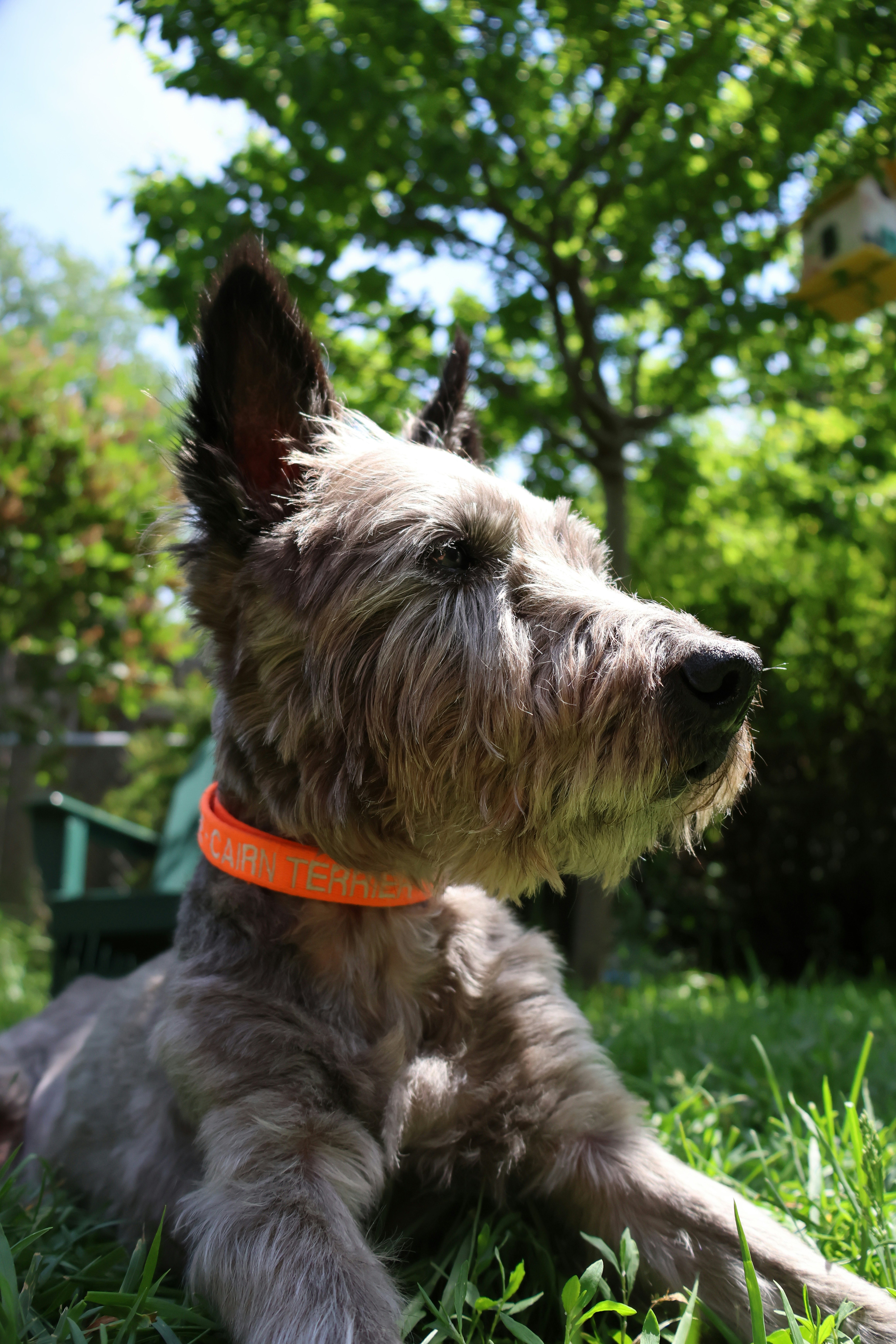 Mr Chewie enjoying the a warm Noon Sun with Coralburst Crabapple Tree & Miss Kim Lilac Tree in the background