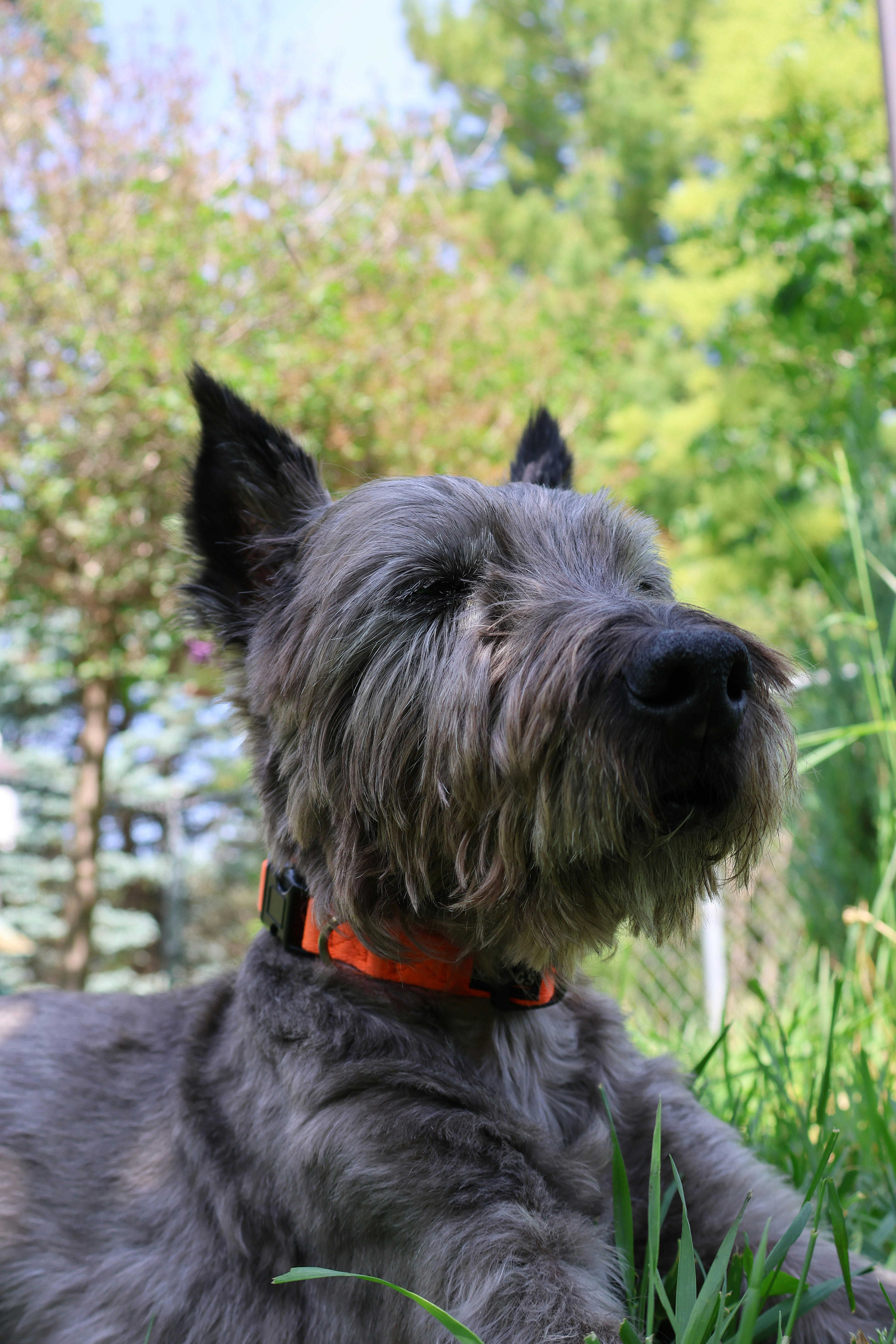 Mr Chewie enjoying the a warm Noon Sun with Snowdance & Dwarf Korean Lilac Trees in the background