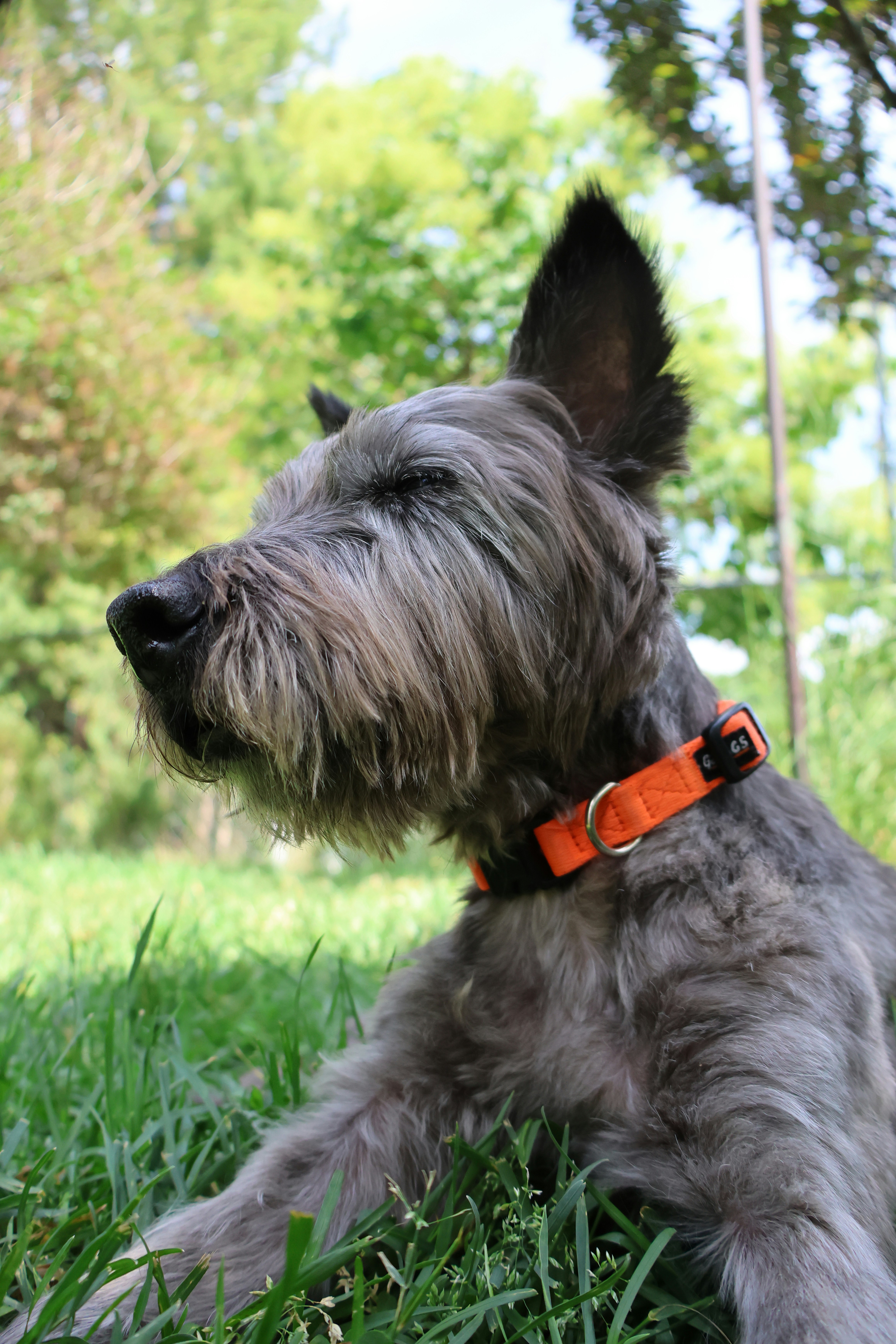 Mr Chewie enjoying the a warm Noon Sun with Snowdance & Dwarf Korean Lilac Trees in the background