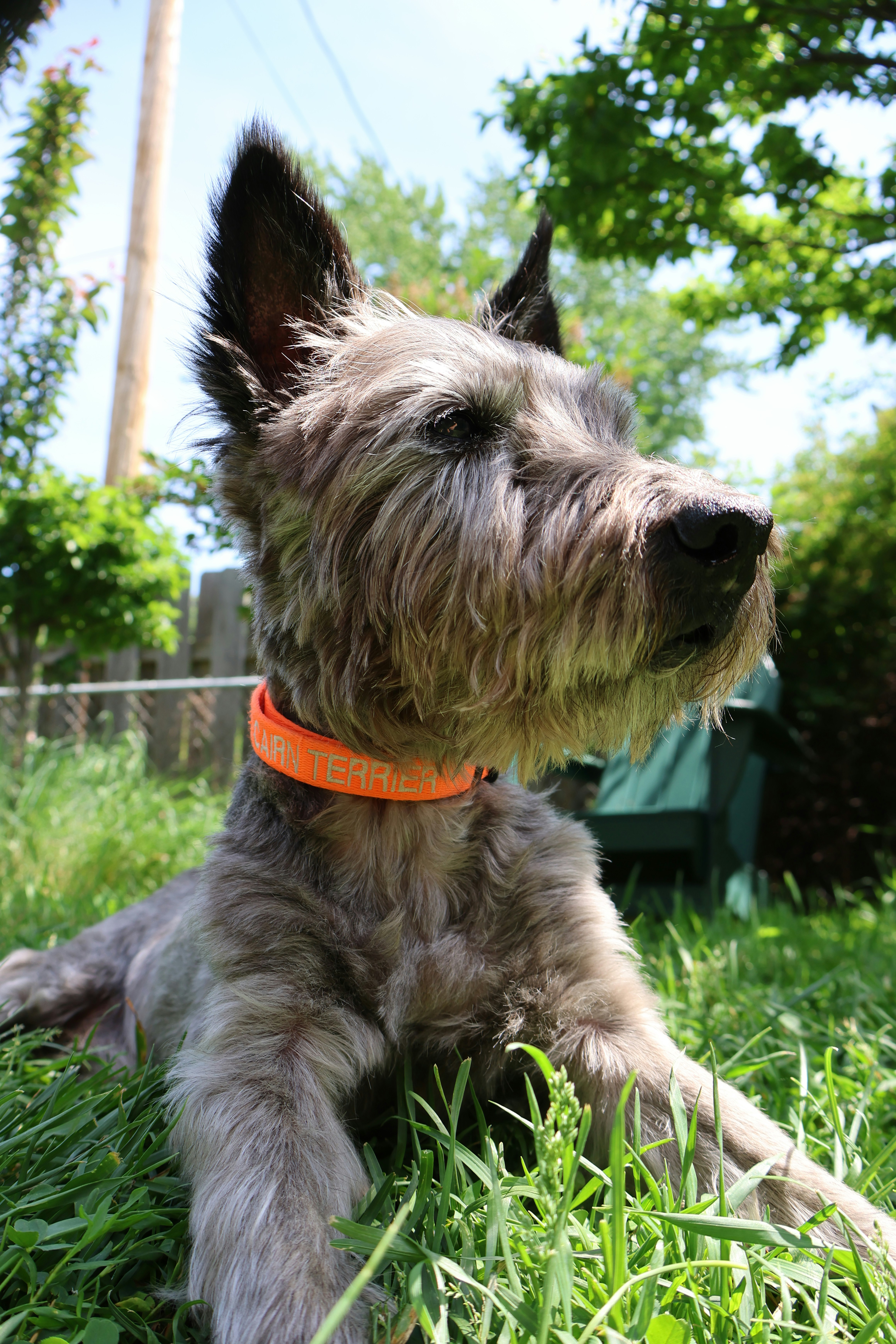 Prodigious Schnauzer in Sunshine: a Curious Outdoor Moment
