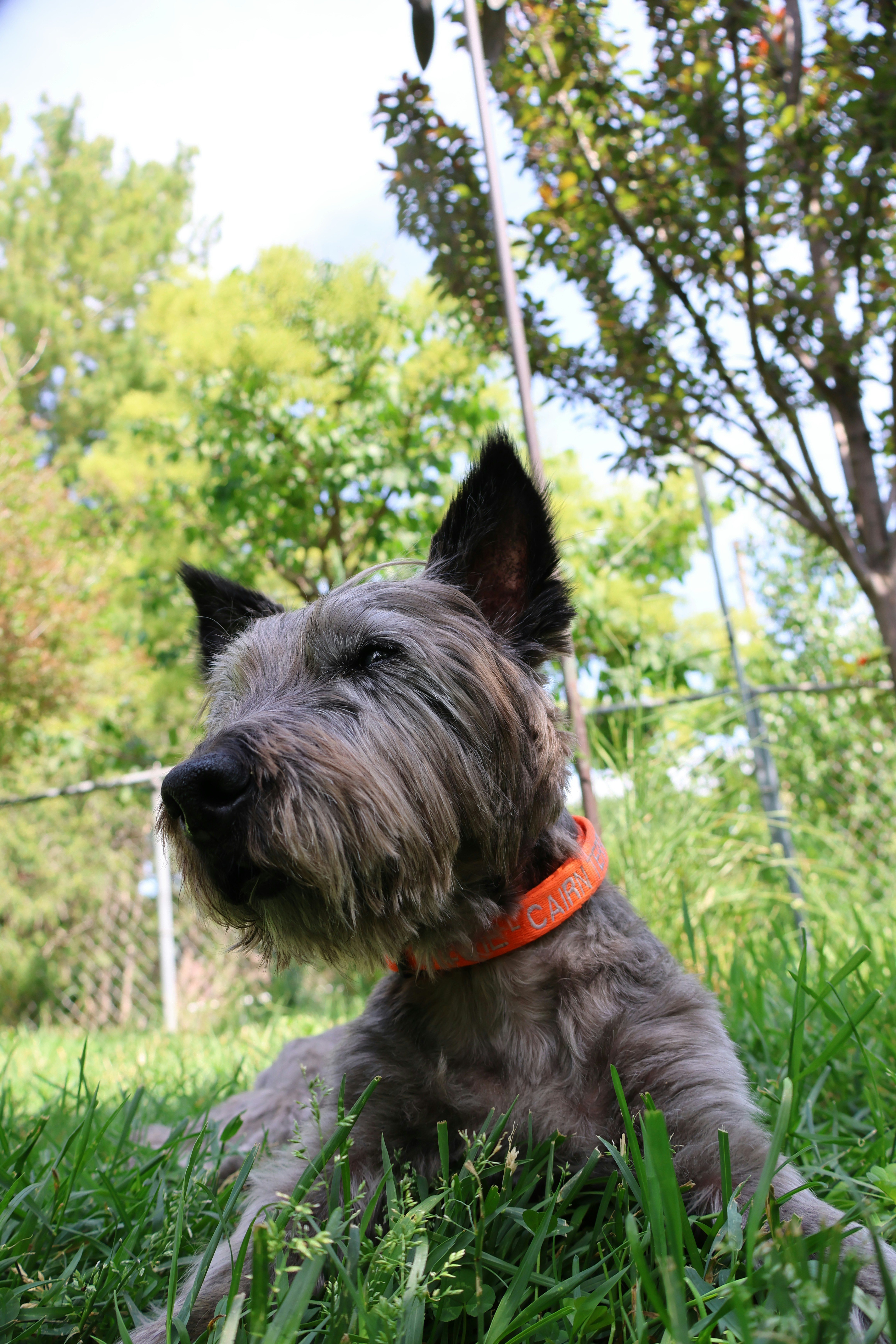 Low-Angle Grin: A Terrier in Sunlit Grass