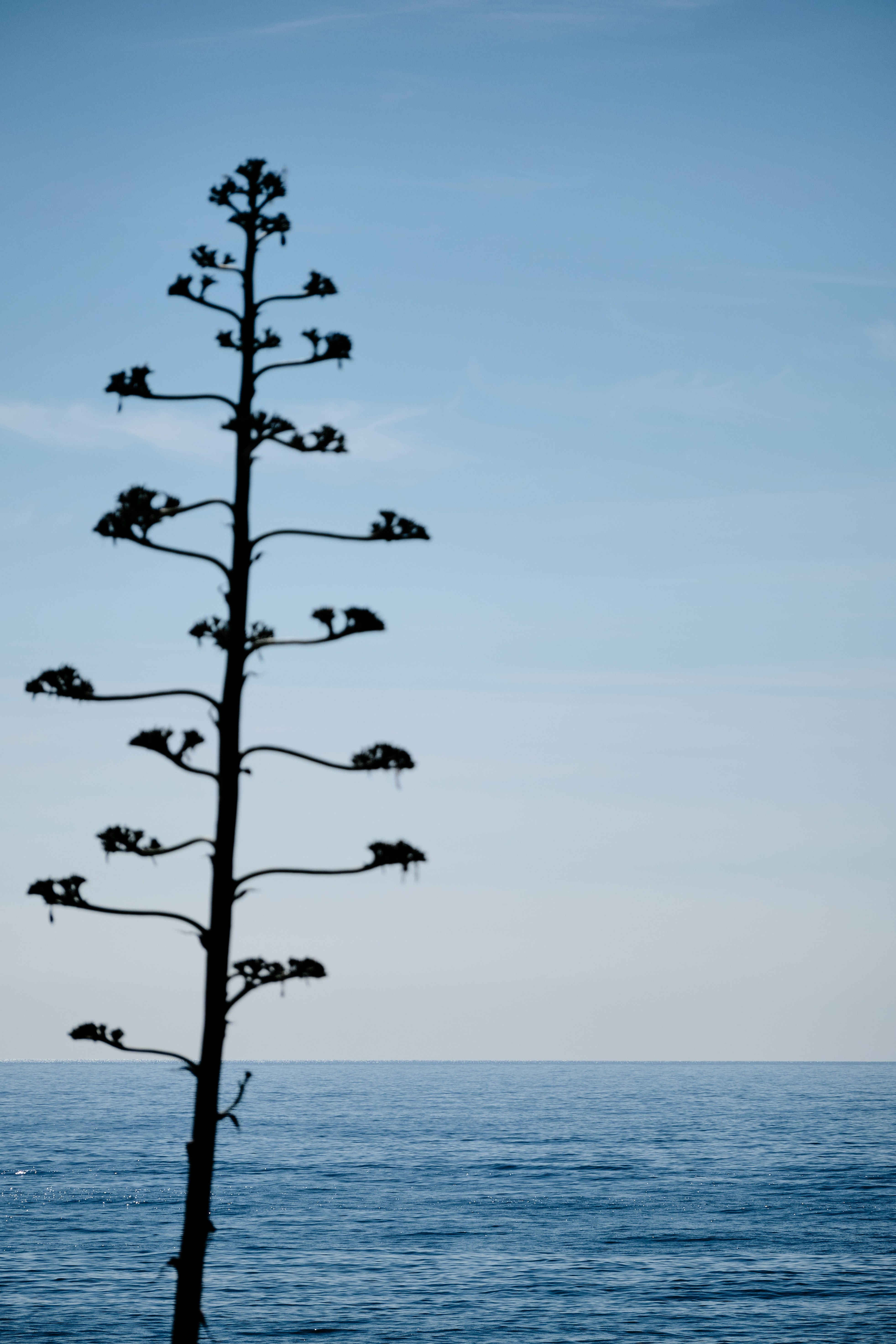 Silhouette Sentinel: A Lone Coastal Tree Against the Horizon