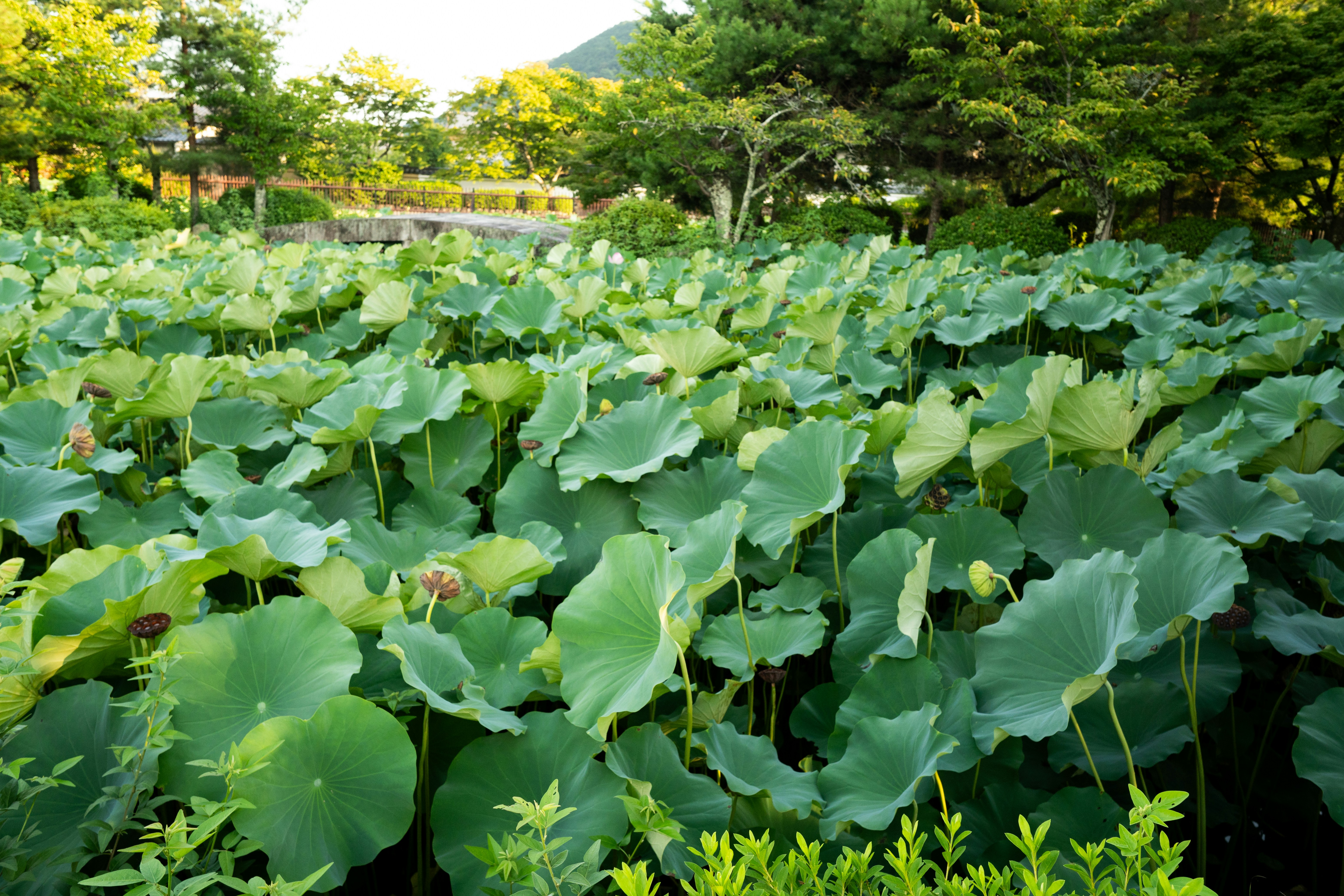 Emerald Sea: Lotus Leaves Stretch Across Quiet Pond