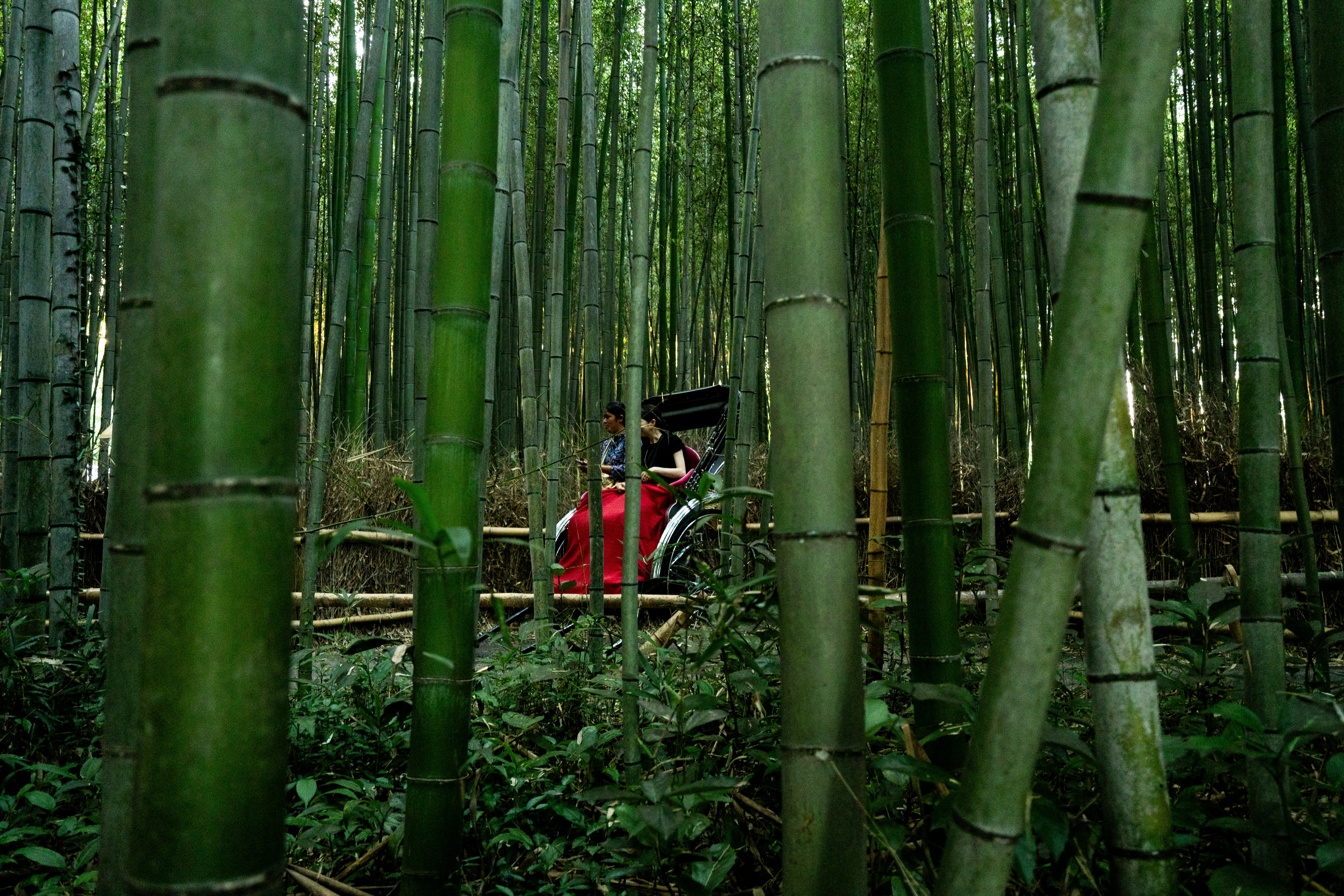Red Pack in a Bamboo Thicket: A Quiet Carriage Amid Tall Green Columns