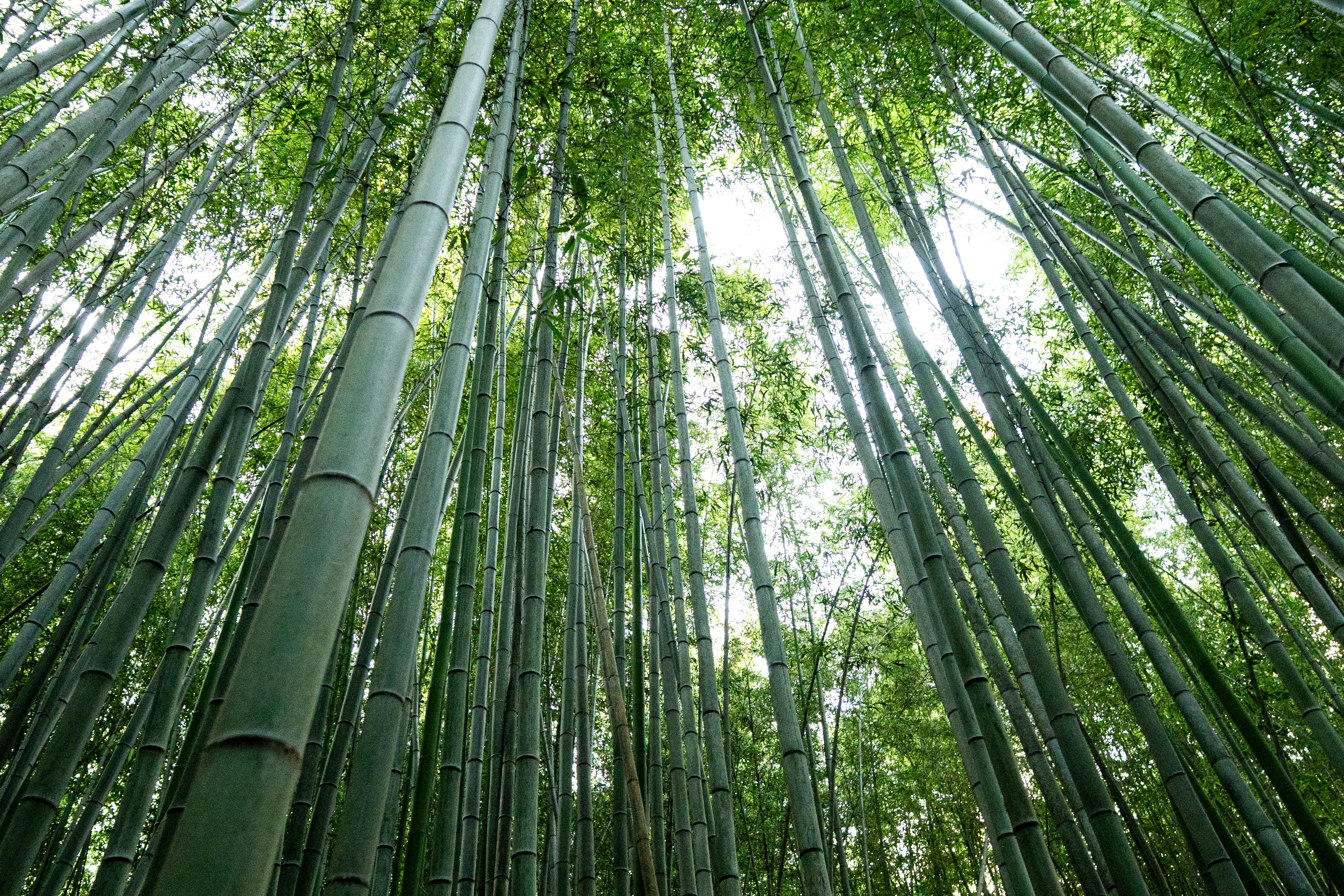 Vertical Grove: Sunlight Weaves Through Bamboo Cathedral