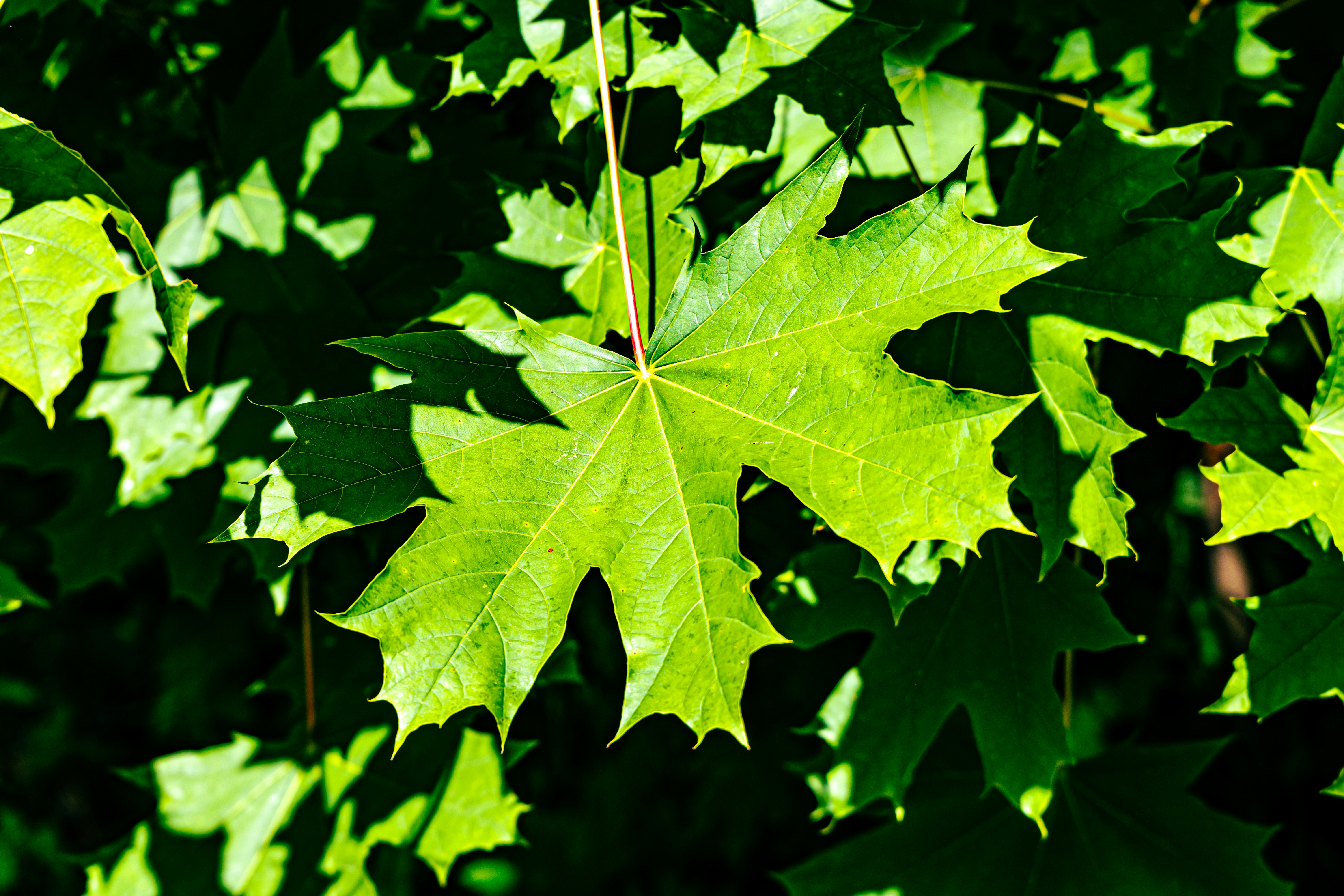 Sunlit Maple Centerpiece: A Vivid Leaf in Focus