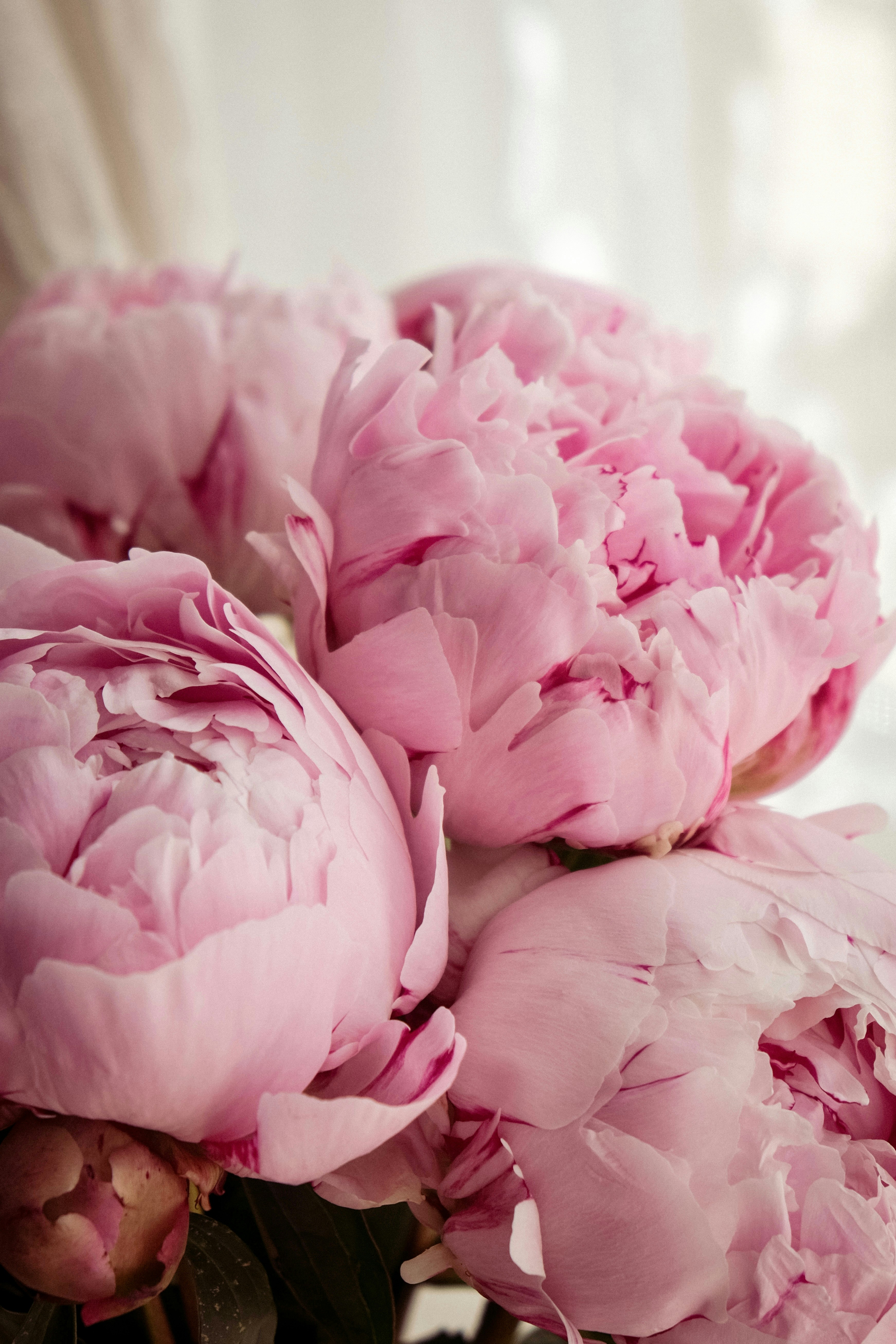 Soft Pink Peony Convergence