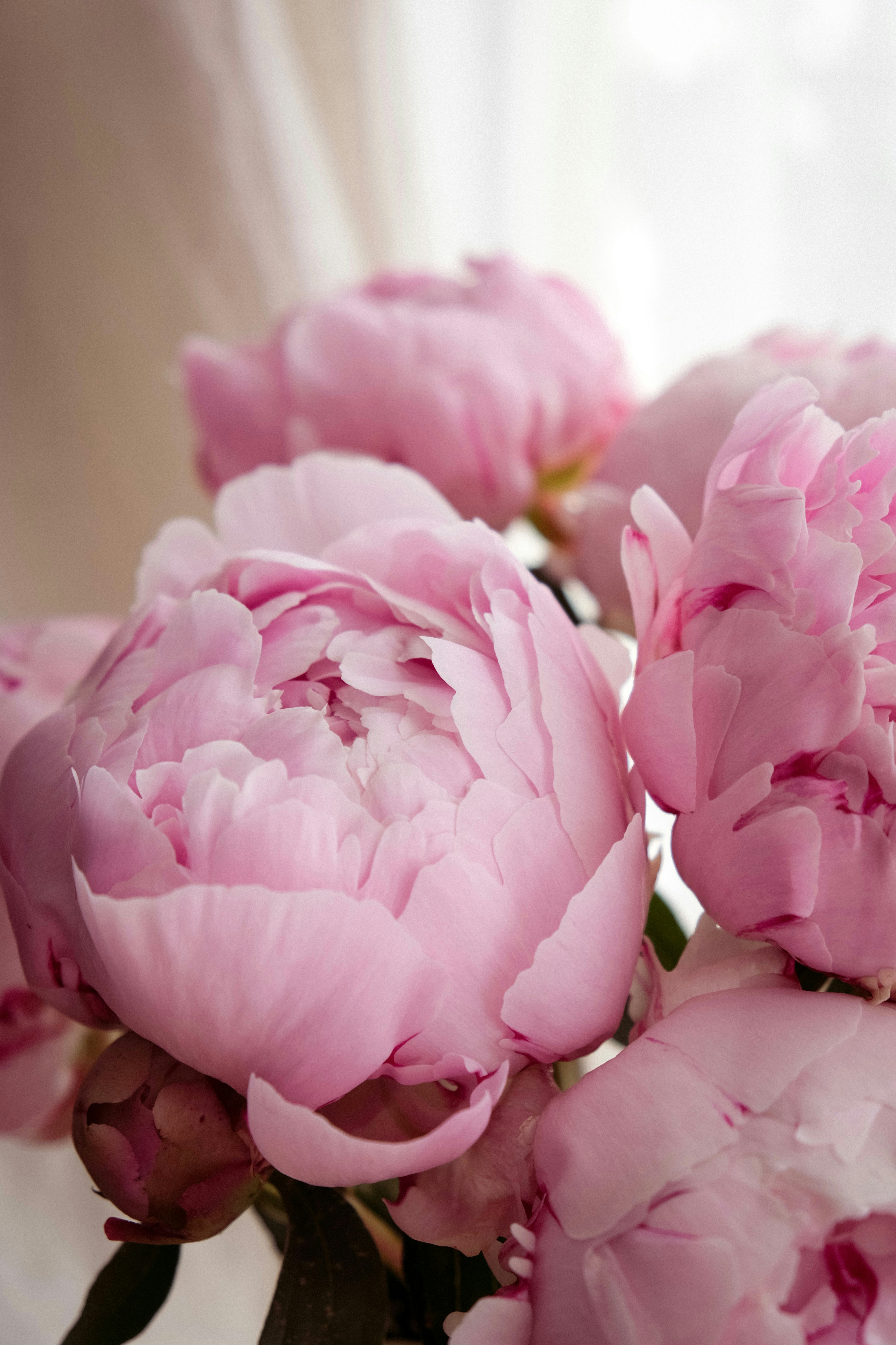 Soft Petal Portrait: Blush Peonies in Gentle Window Light