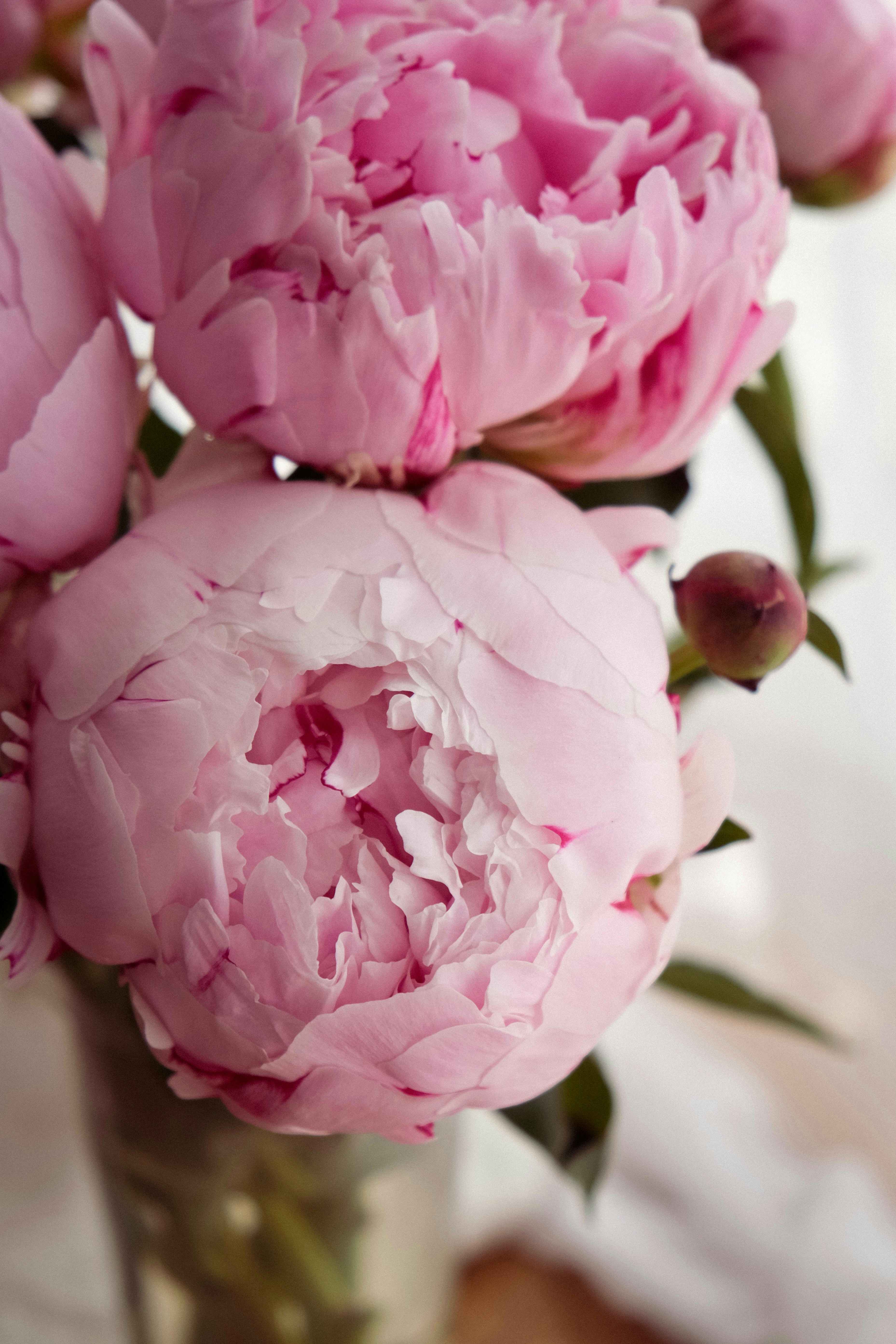 Soft Pink Peony Duo in Velvet Stillness
