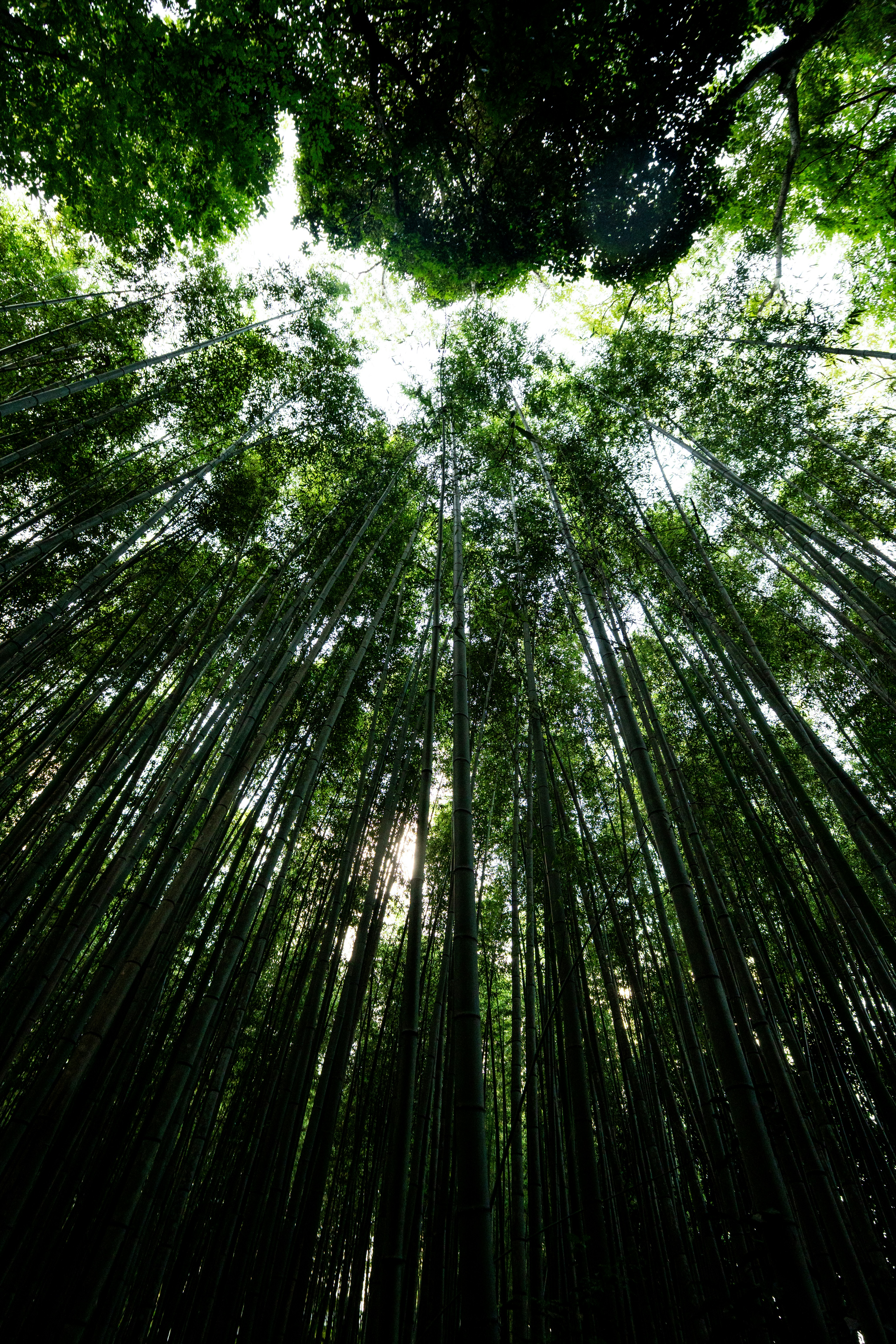 Skyward Bamboo Cathedral: Light Through Treetops