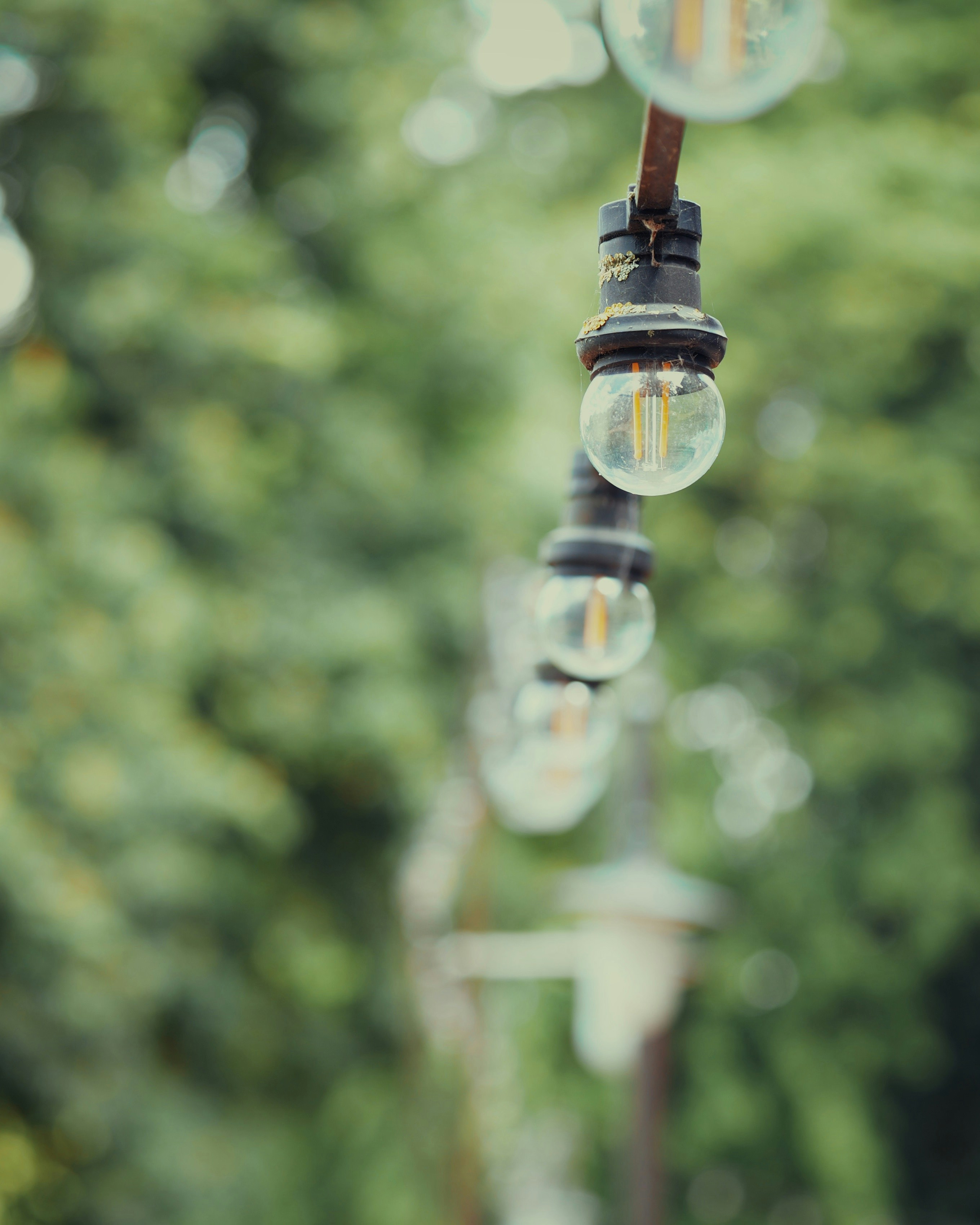 Bokeh of bulb string: a soft glow leading the garden line