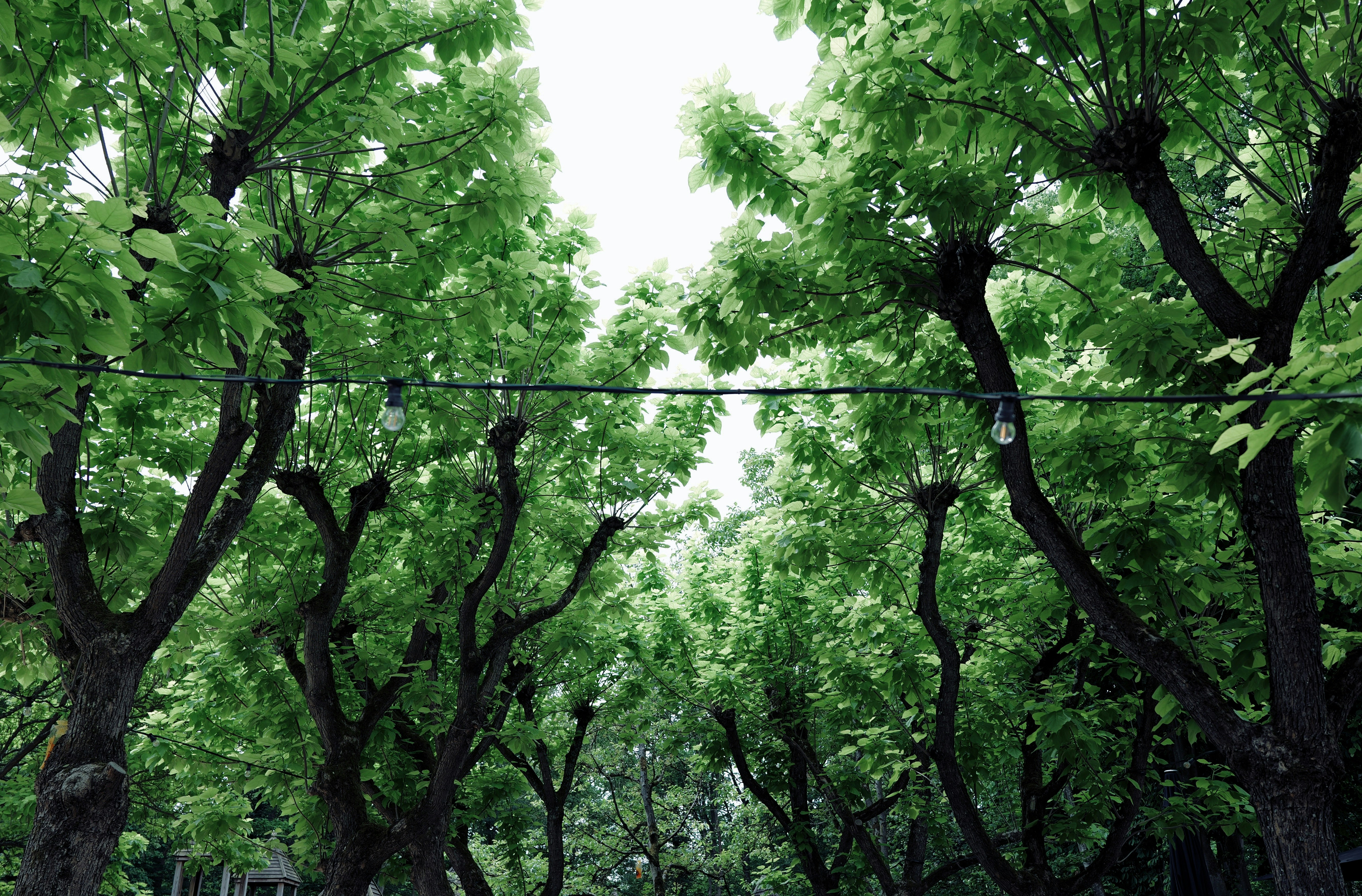 Canopy Corridor: A Green Cathedral Beneath the Wires