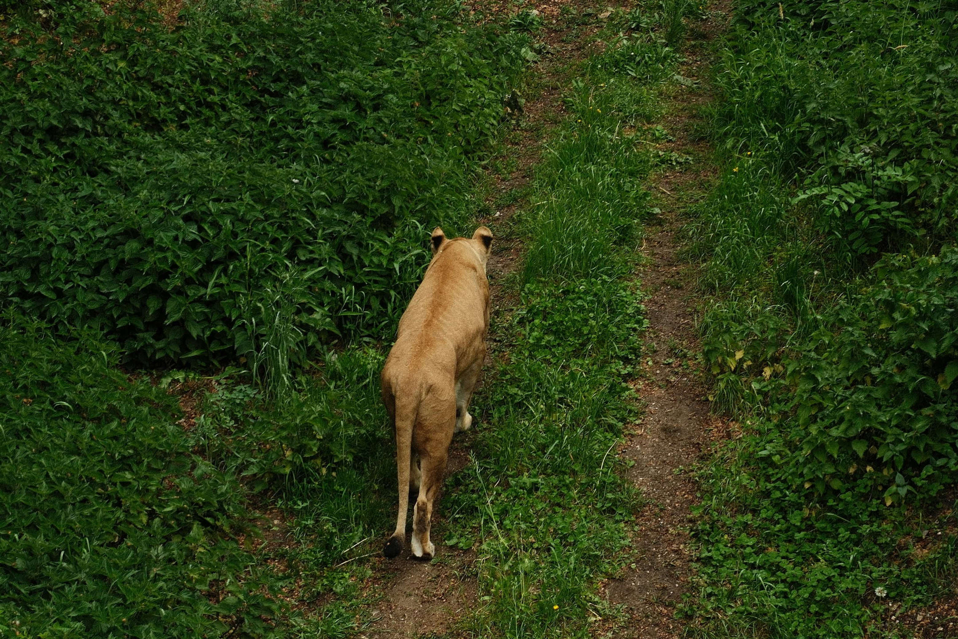 Trailbound: A Golden Traveler Ascends the Green Veil