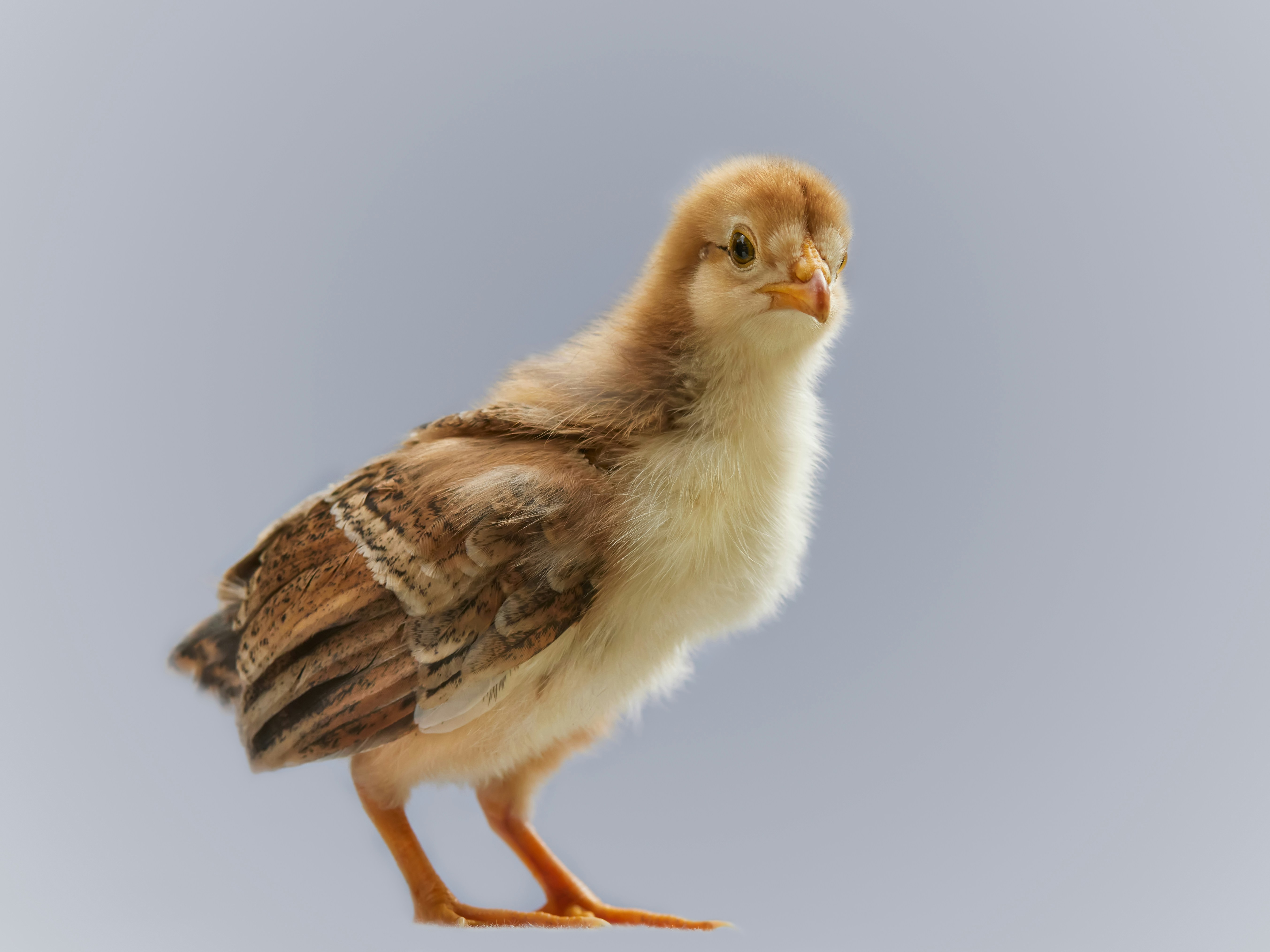 Fluffed Heron Chick: A Curious Farmyard Scout