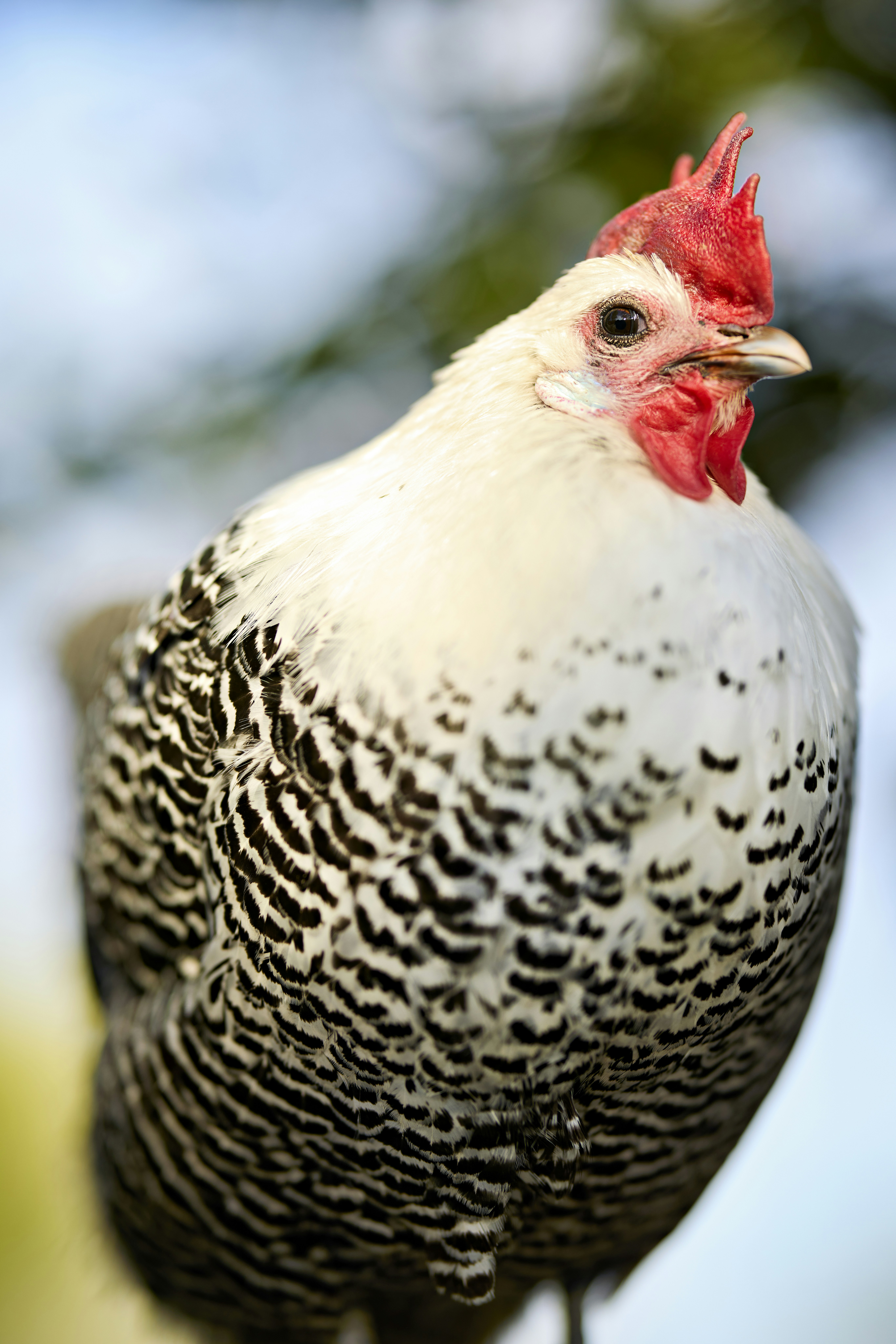 Close-up of a beautiful black and white barred braekel chicken with a vibrant red comb and wattles, set against a softly blurred natural background. Captures the bird's alert and healthy appearance.