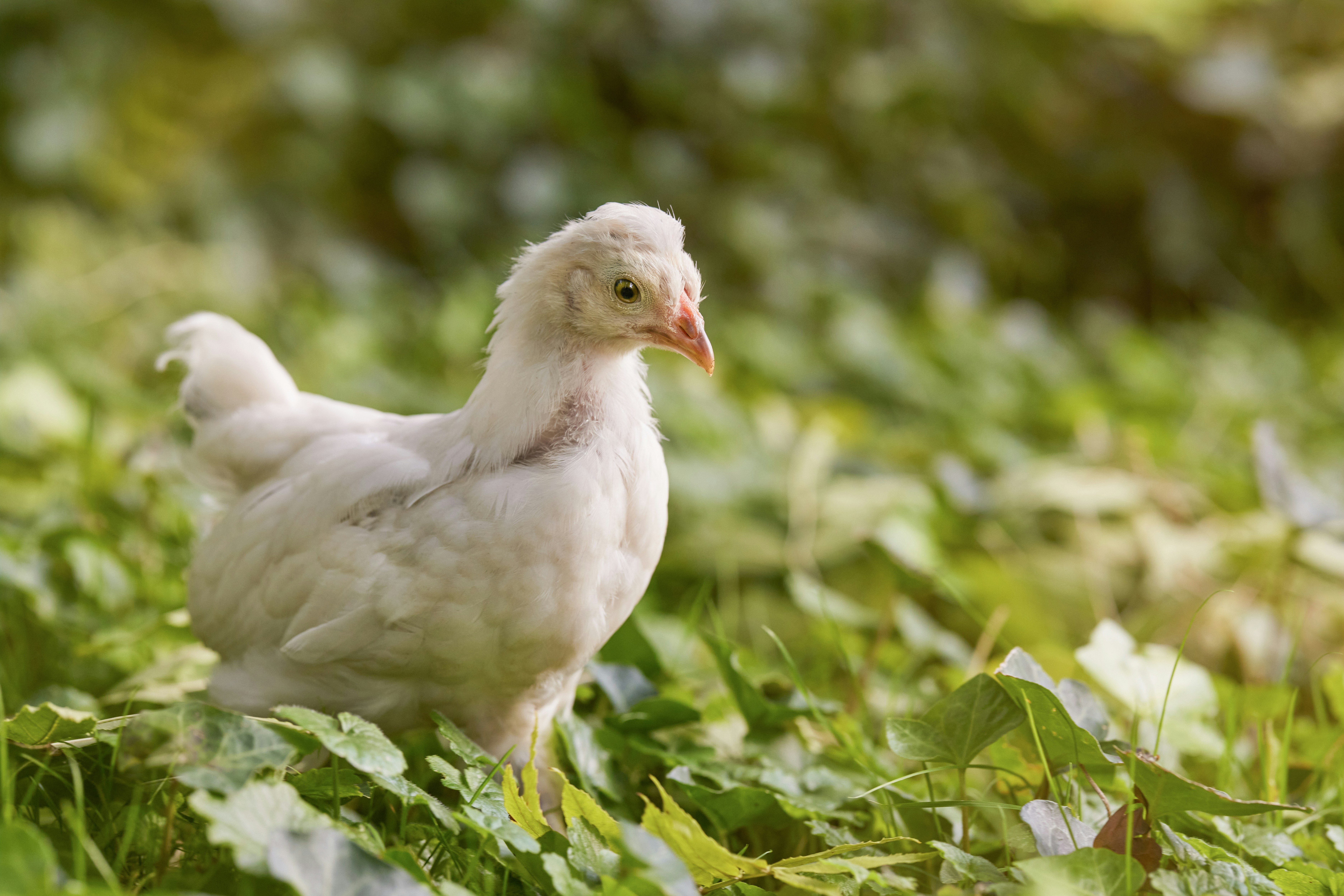 Close-up of a charming young white chick exploring lush green foliage on a sunny day.