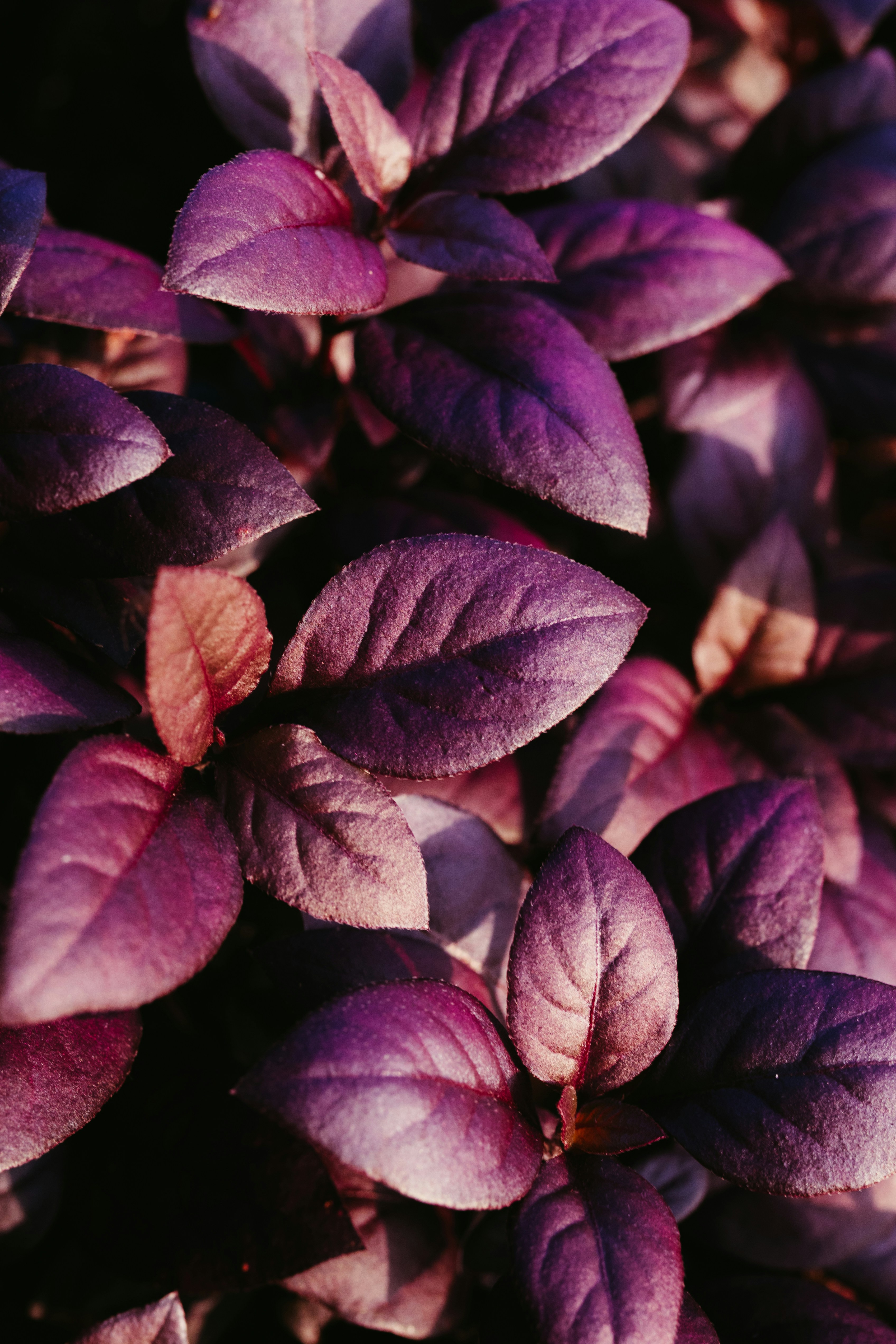 Nocturne of Velvet Leaves
