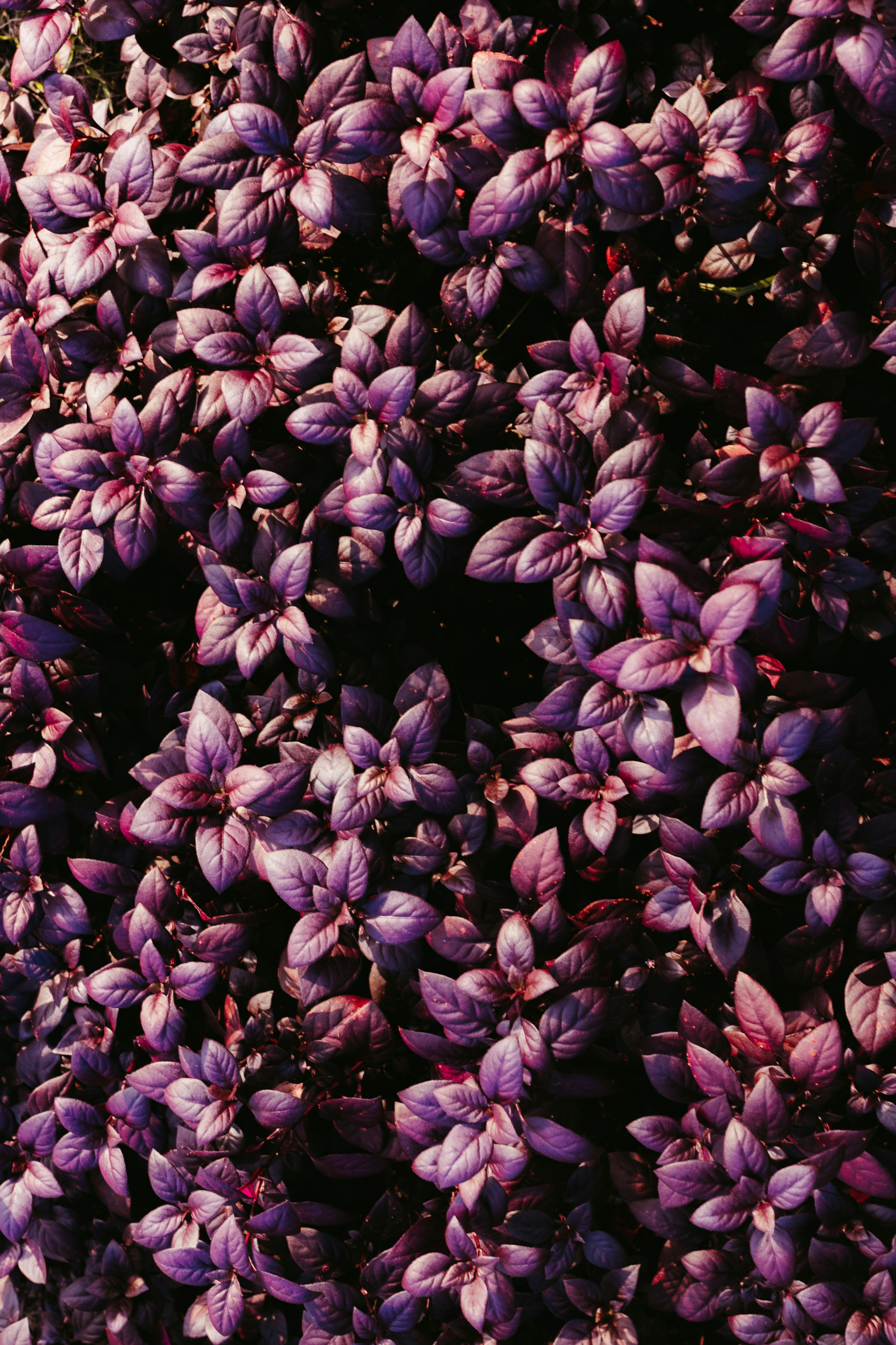 Crimson Velvet Foliage: A Dense Quilt of Purple Leaves