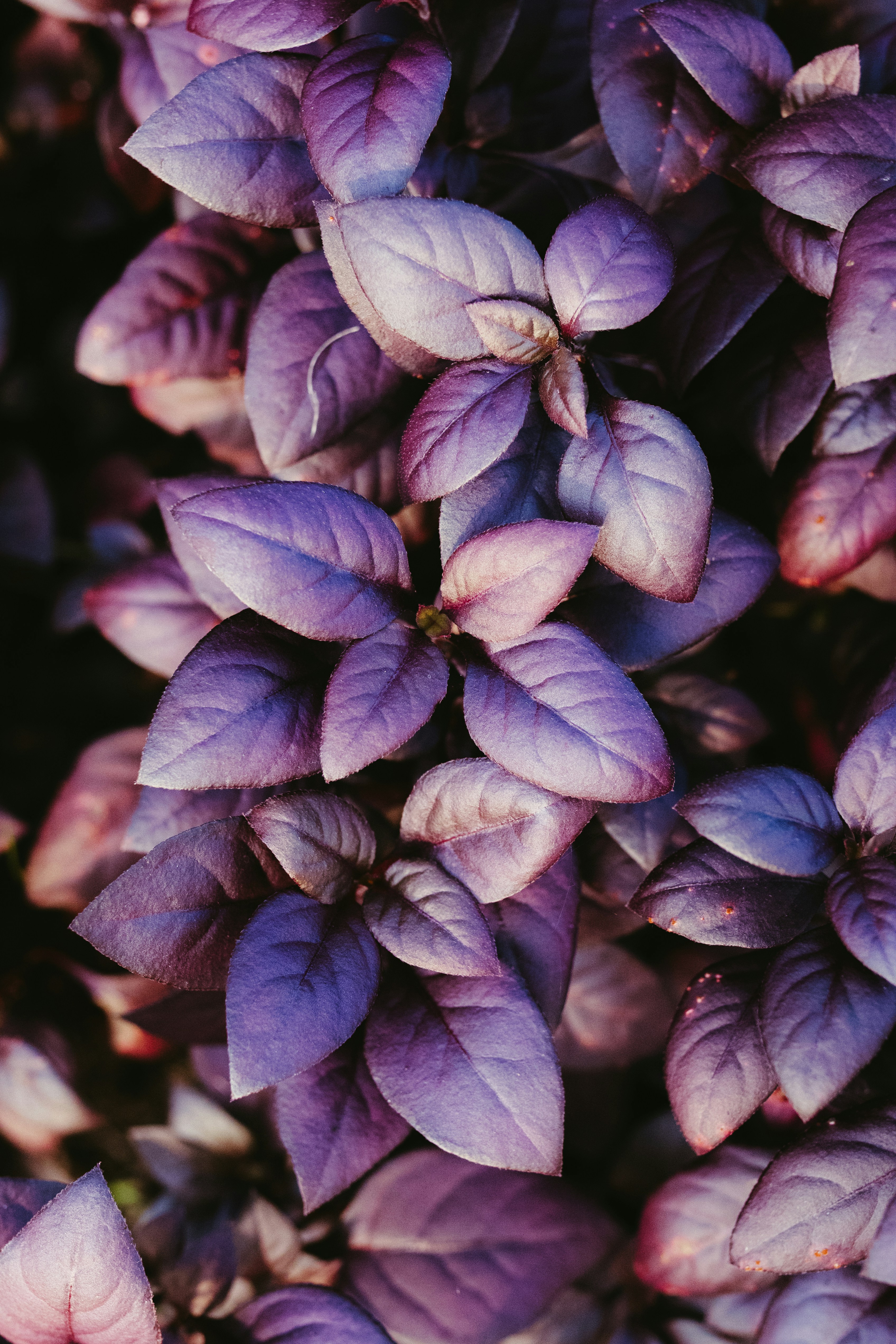 Emerald and Lavender Veil: Close-Up of Velvet Leaves