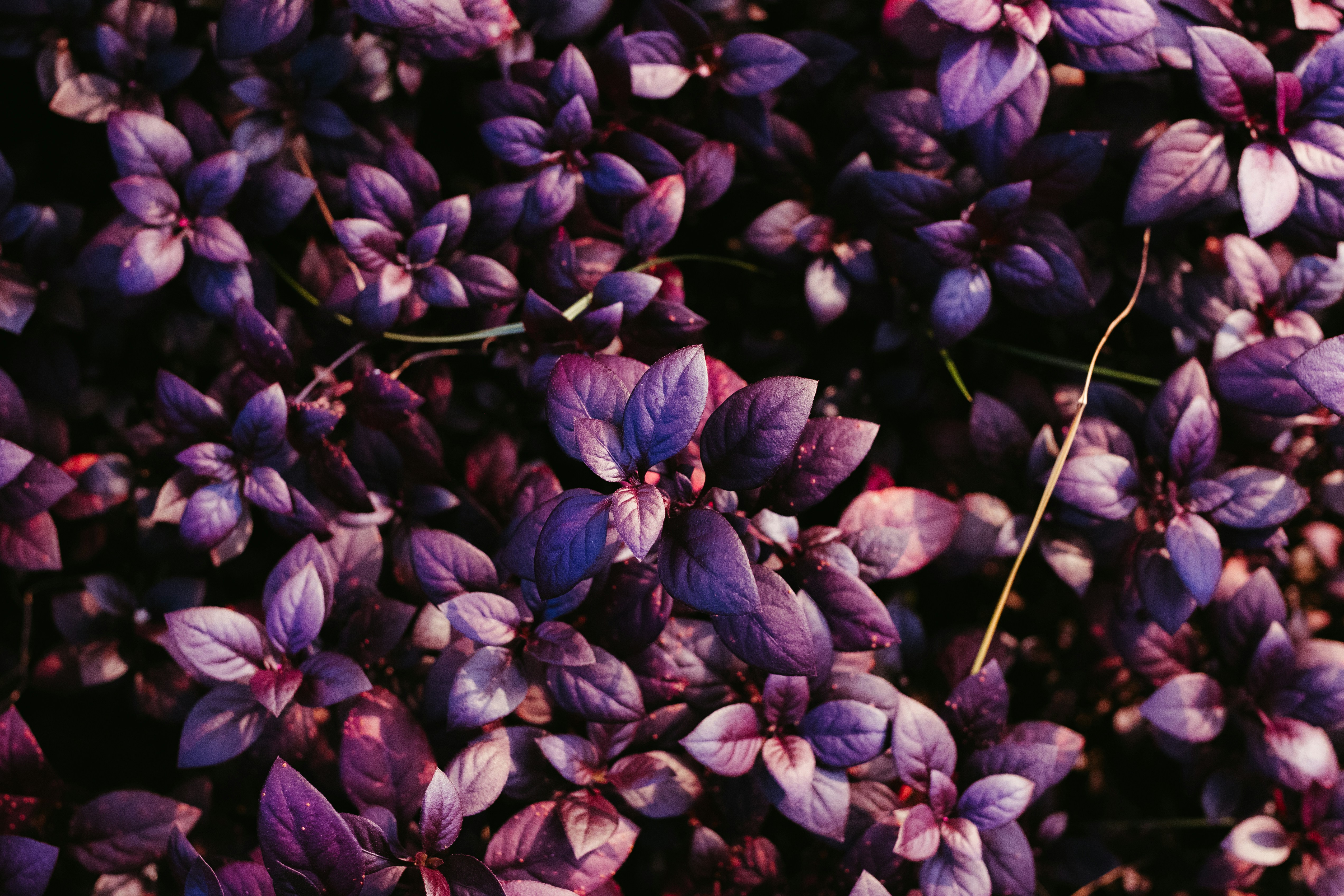 Vibrant purple leaves filling the frame.
