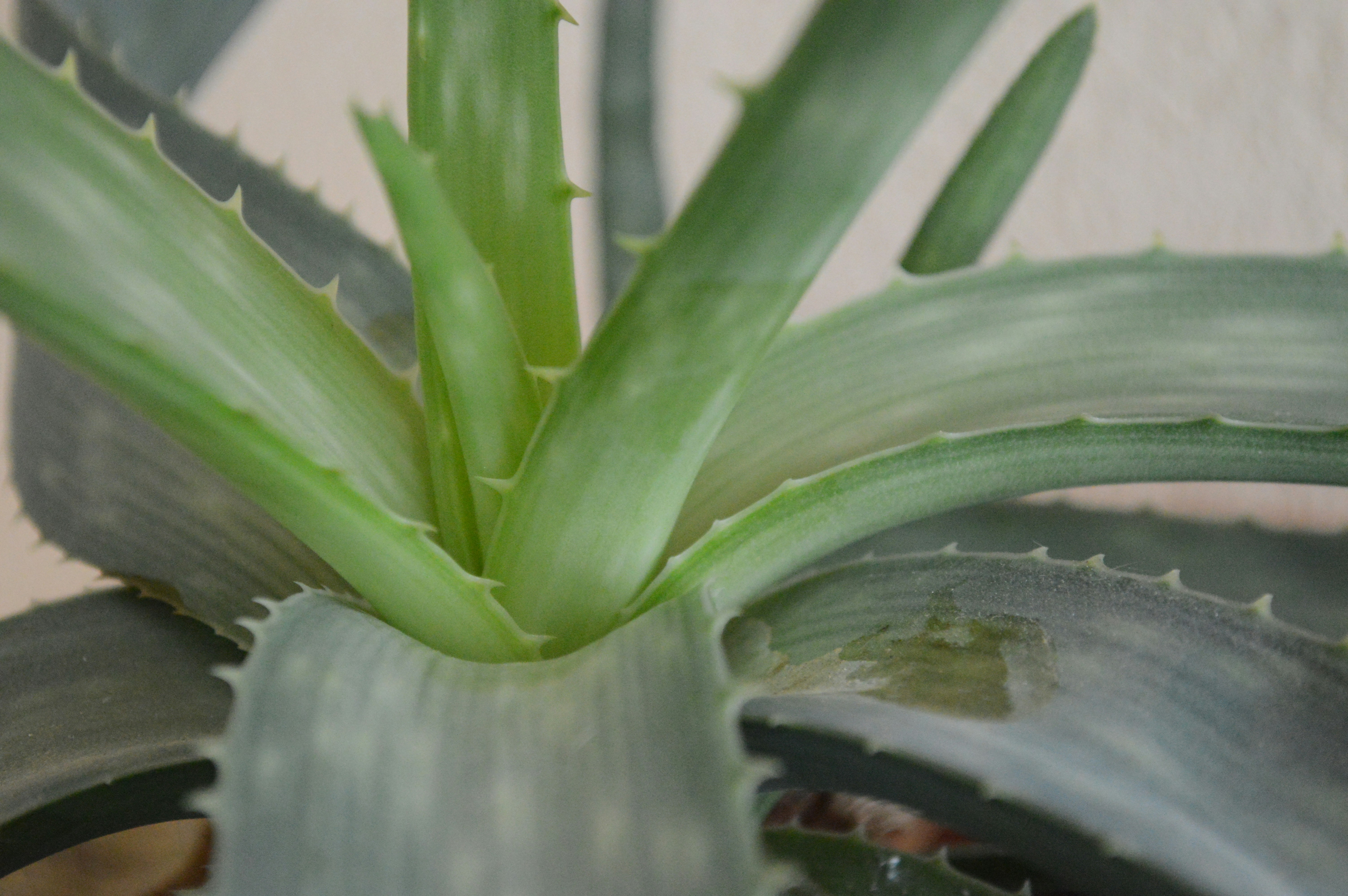 Green Rosette: Close-up of a Succulent Crown