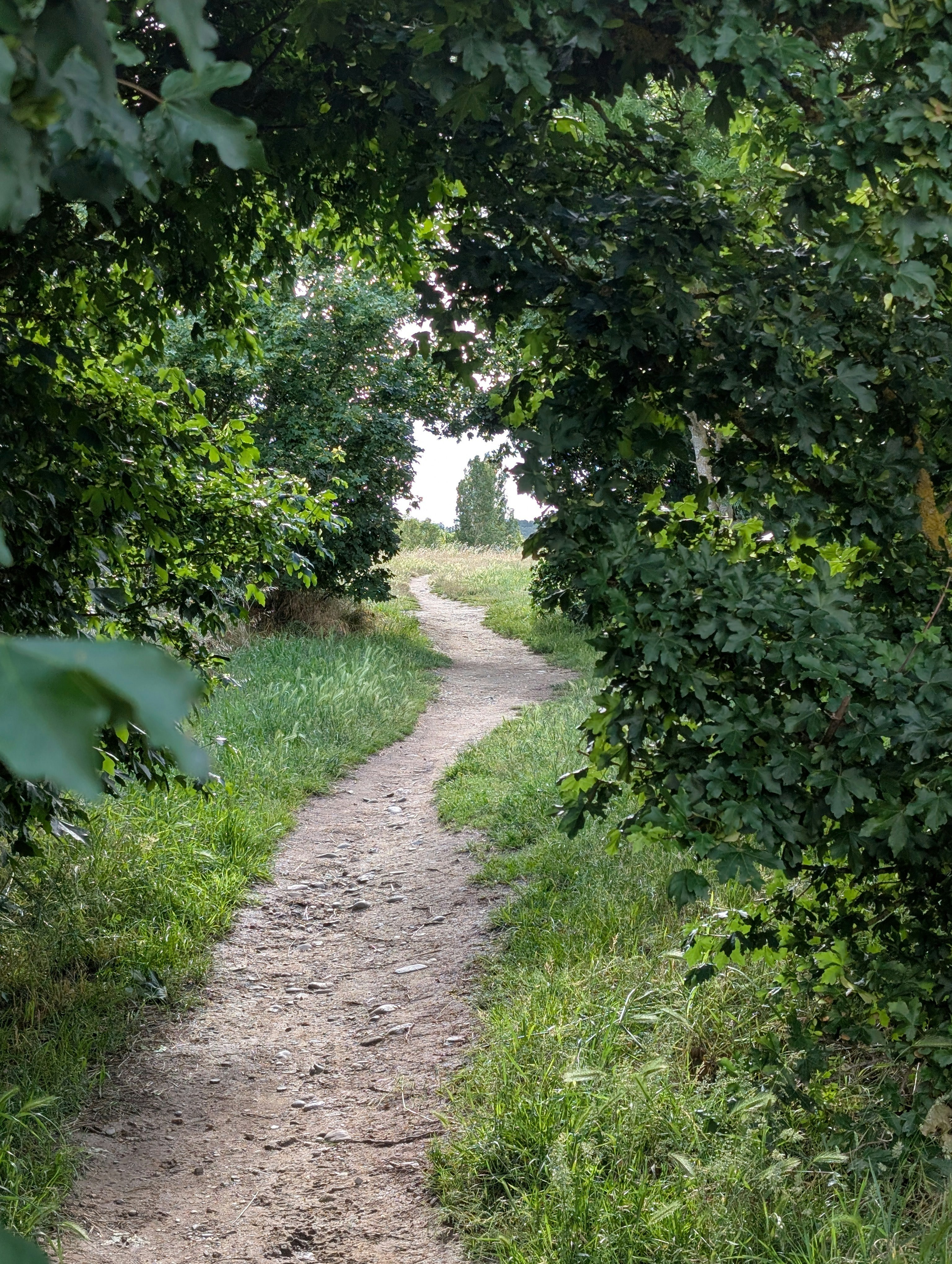 Trail Through an Arch of Leaves