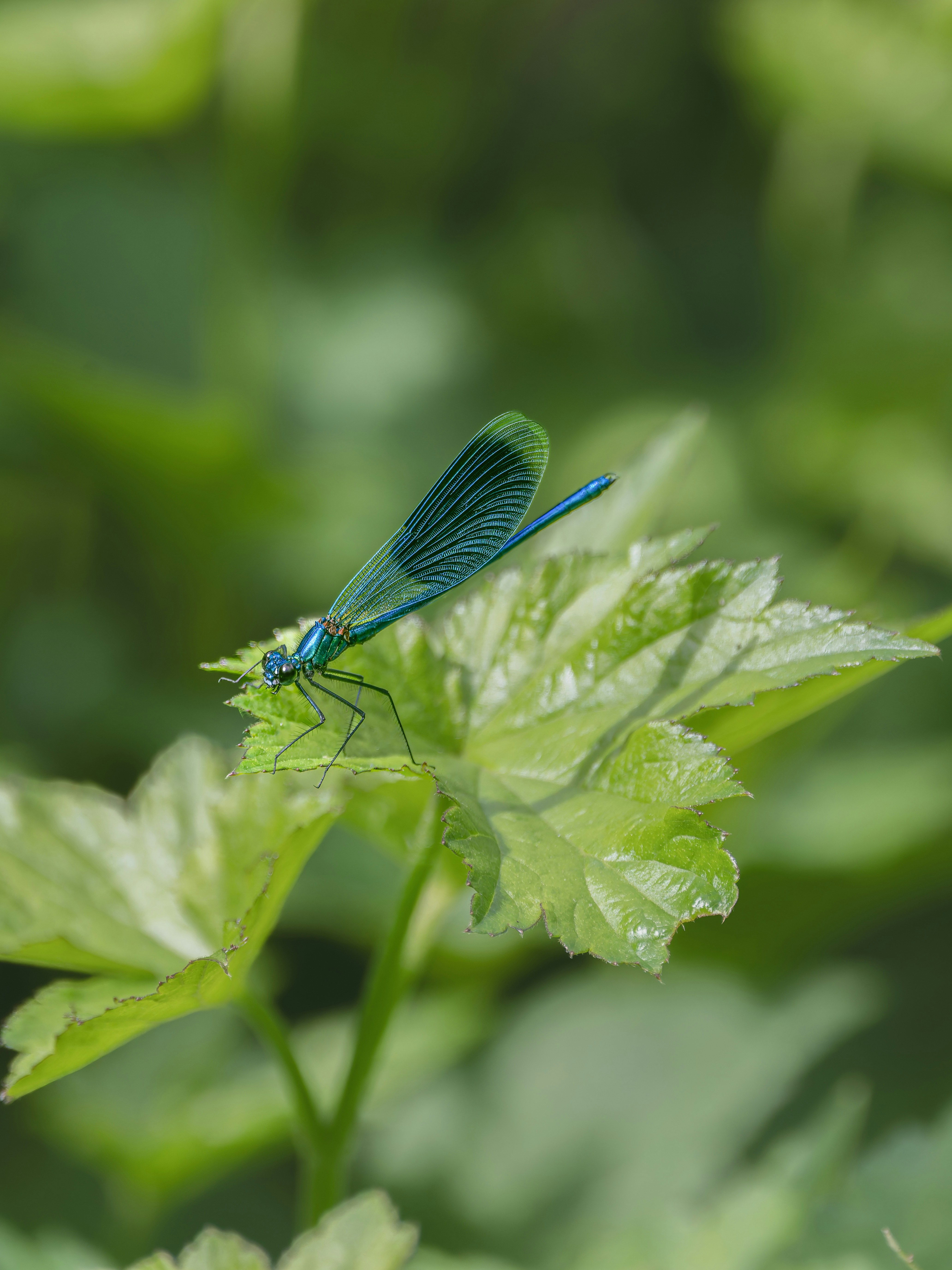 A blue damselfly resting on a vibrant green leaf.