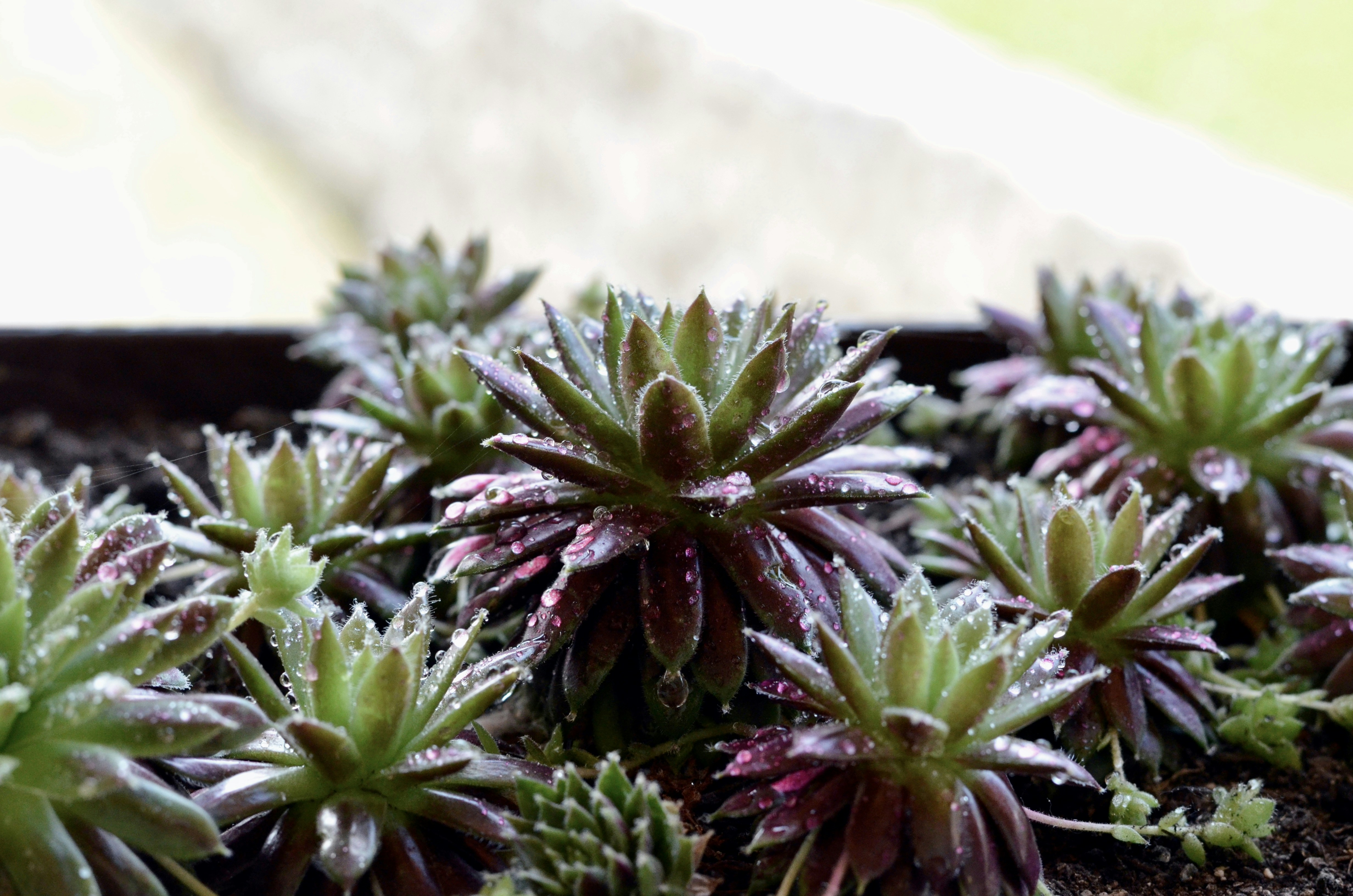 Succulent Crown: A Cluster of Frosted Leaves in Morning Light