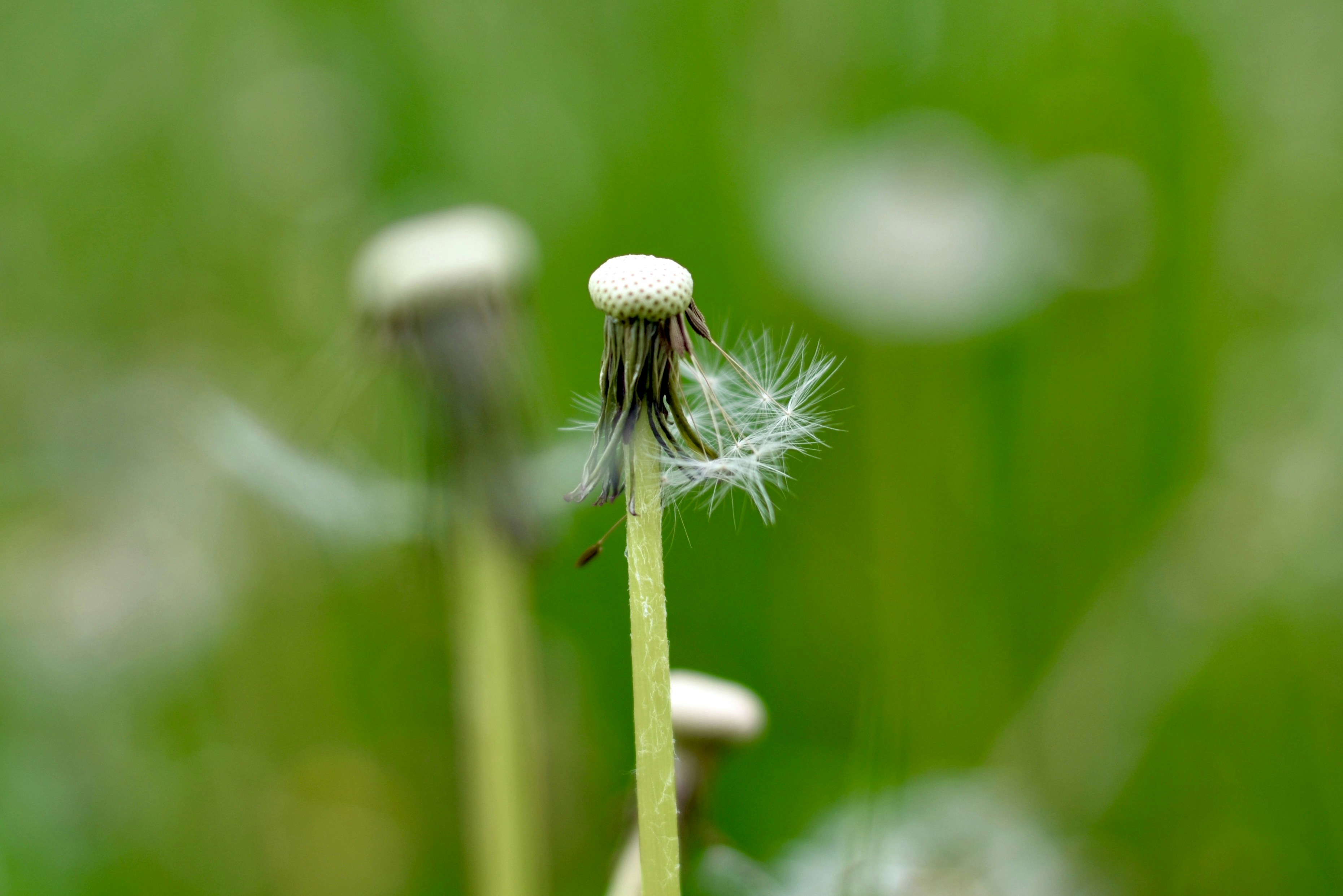 Dandelion Crown: A Seed's Last Pause Before Flight