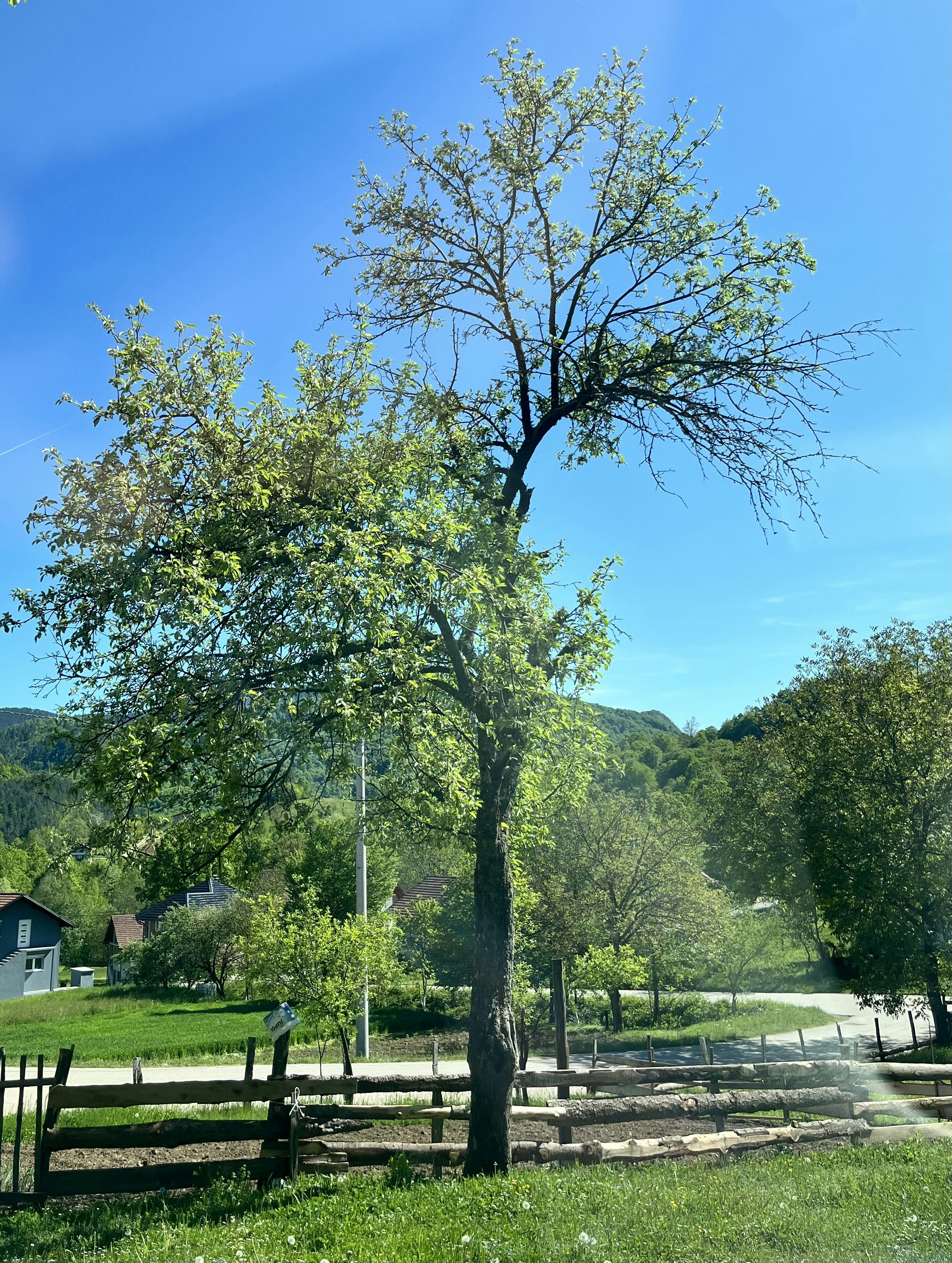 Majestic Central Tree Reaching Toward a Bright Sky