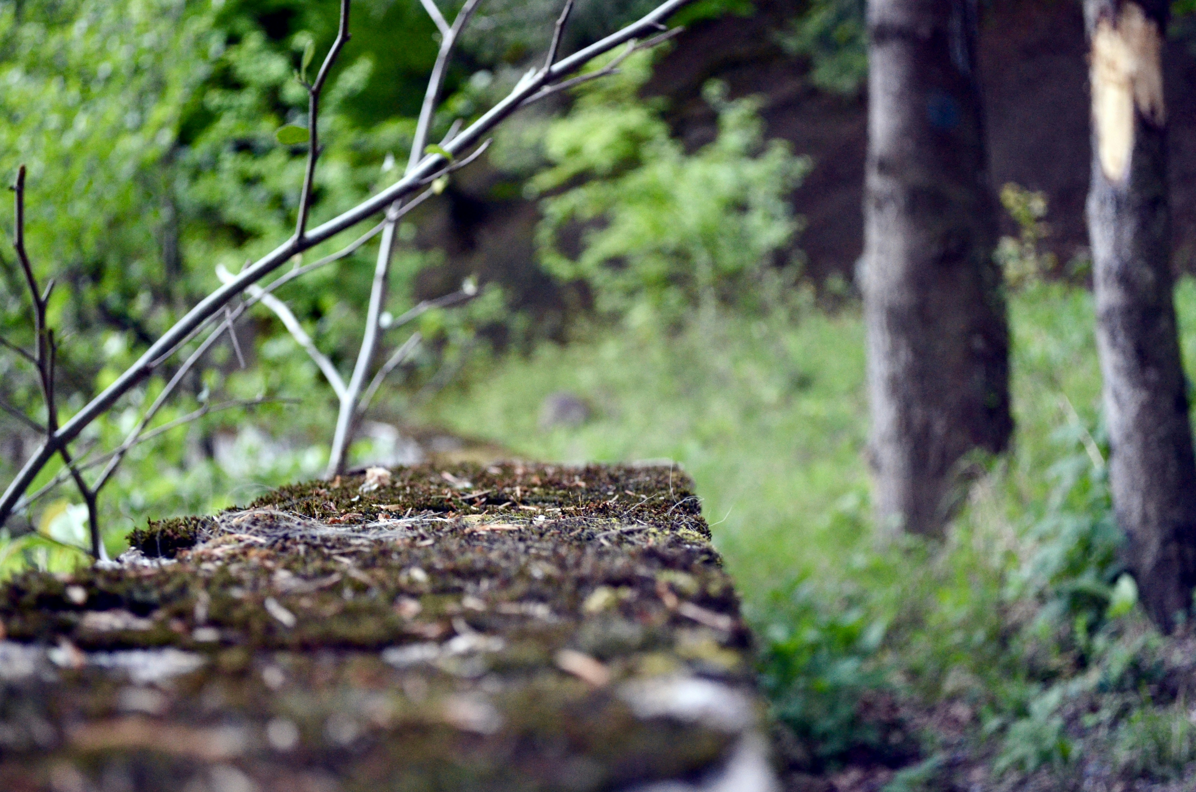 Overgrown ledge: a quiet line of stones fading into woodland