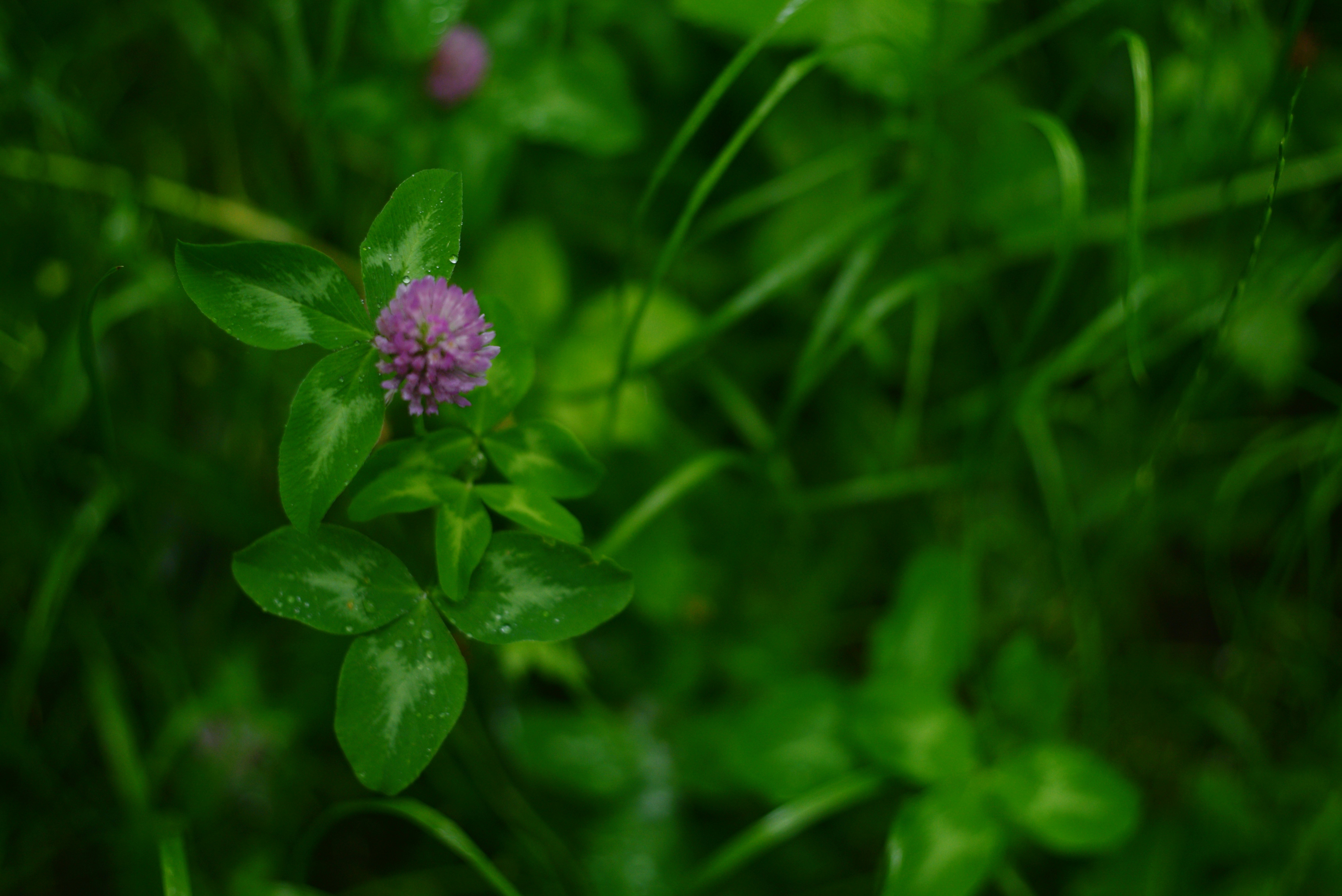Emerald Vein: a lone purple bloom amid dew-dusted leaves