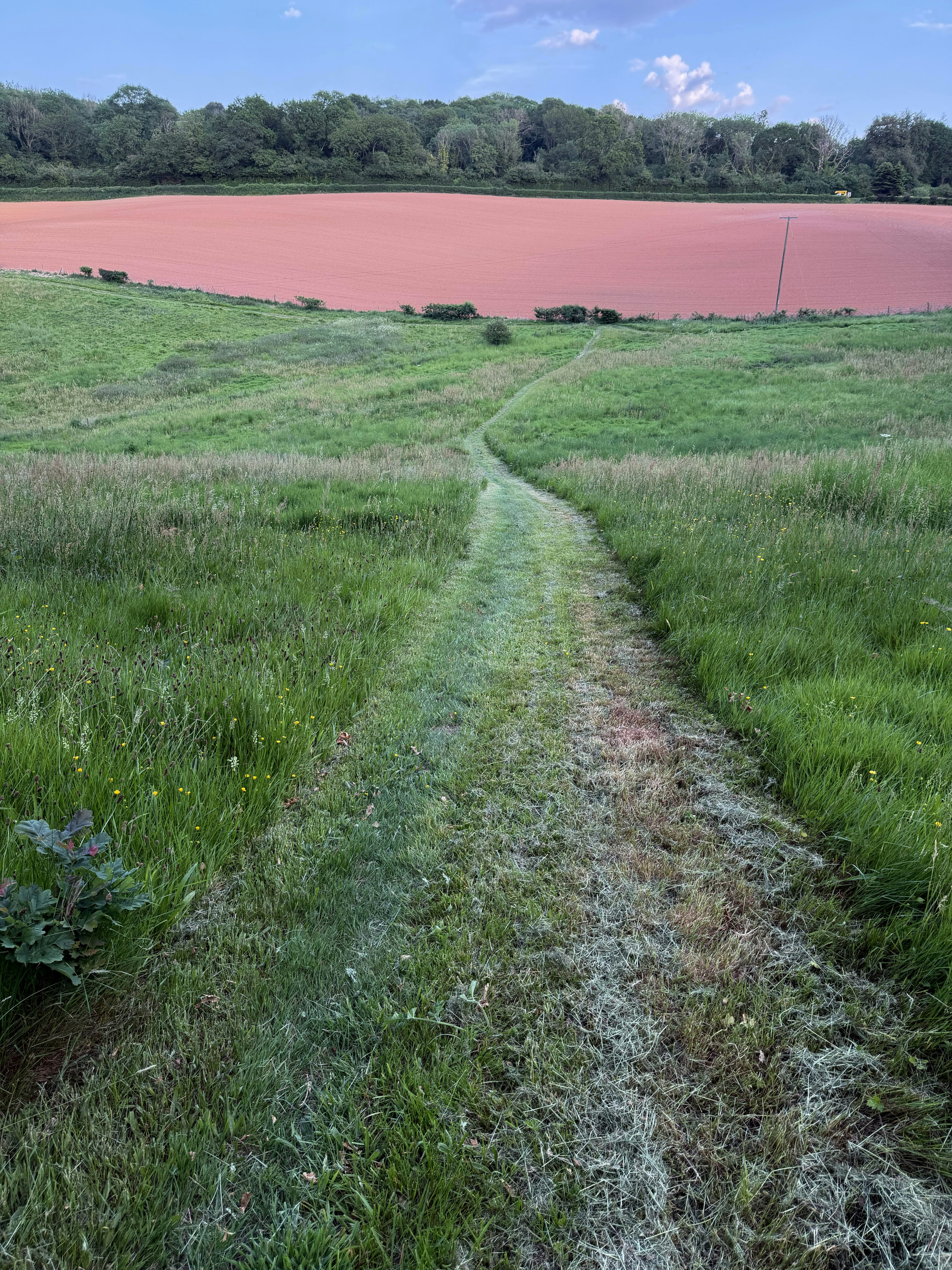 Path Through Meadow to a Pink Field Under a Blue Sky