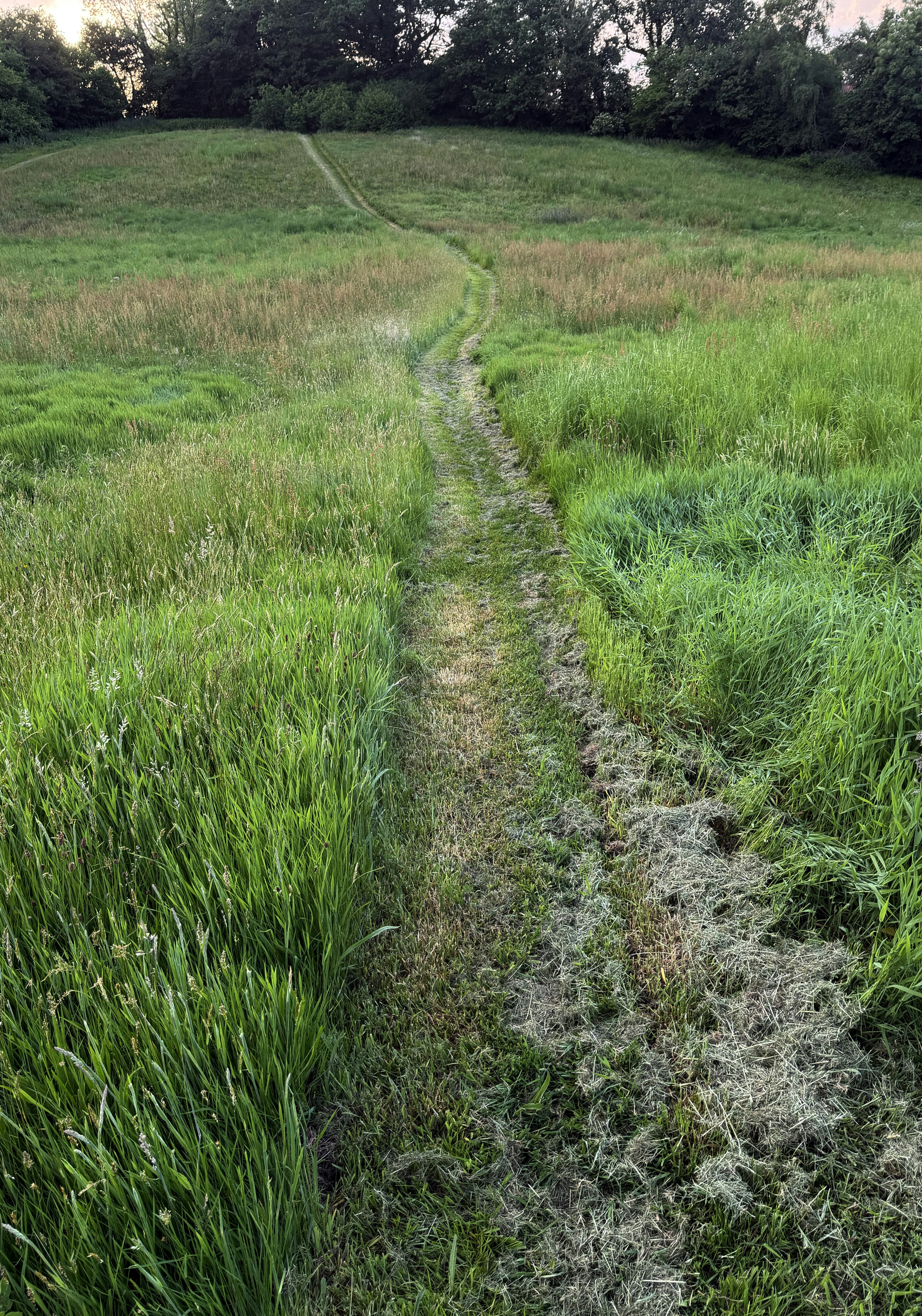 Grassy path winding uphill through a vibrant green field.