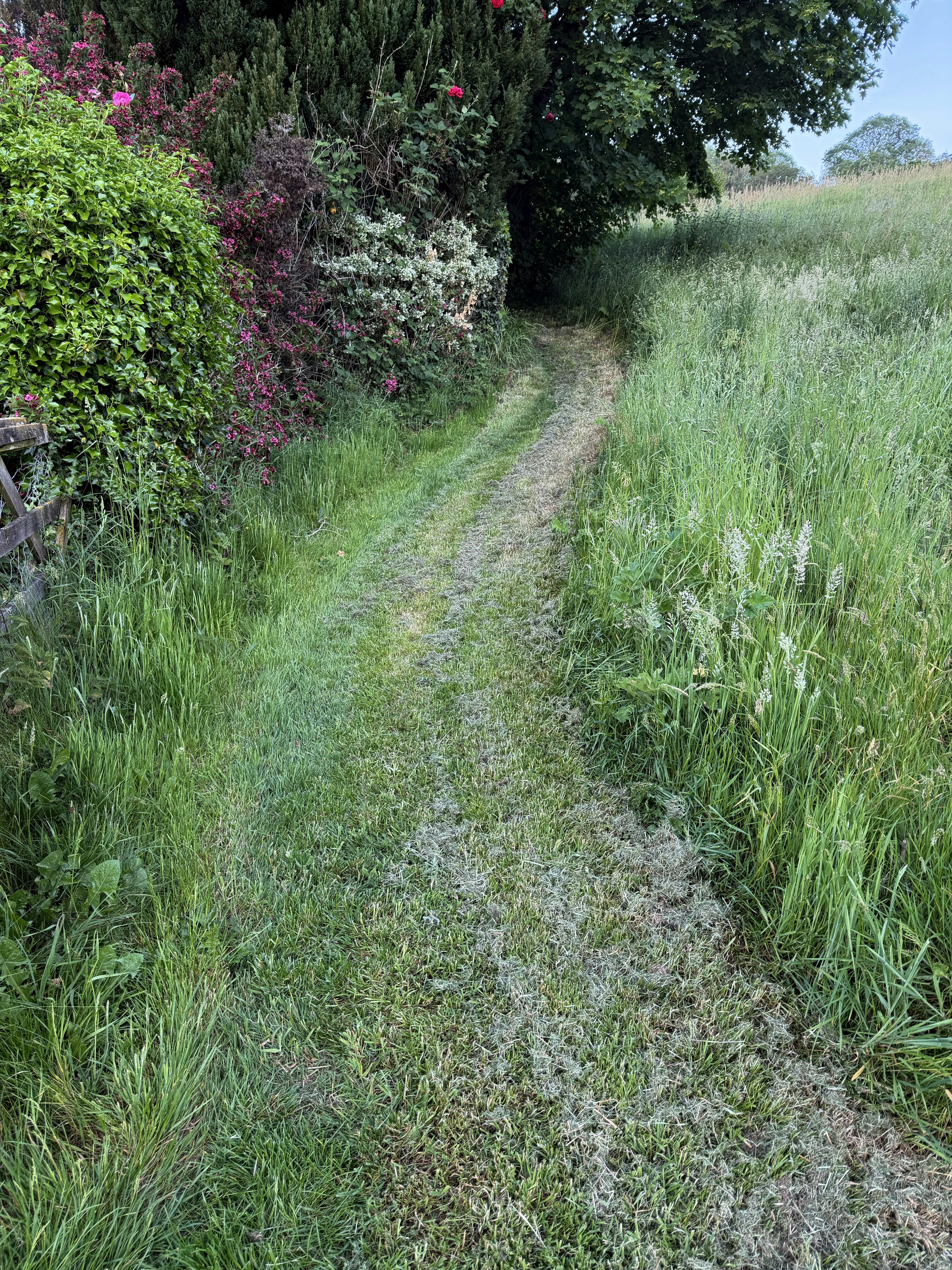 A narrow, overgrown dirt path winds through tall green grass.