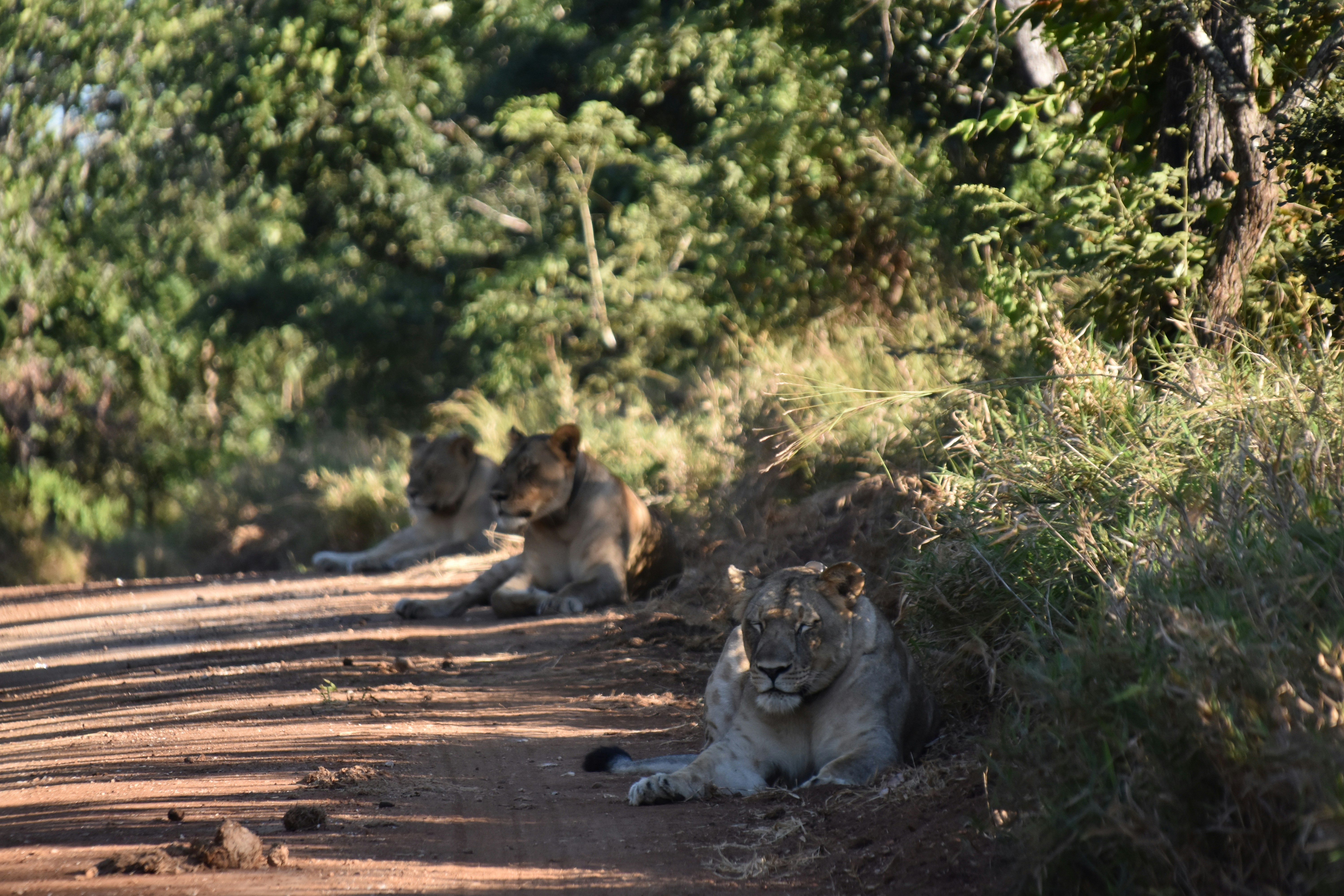 Lions Resting Along a Dusty Forest Path